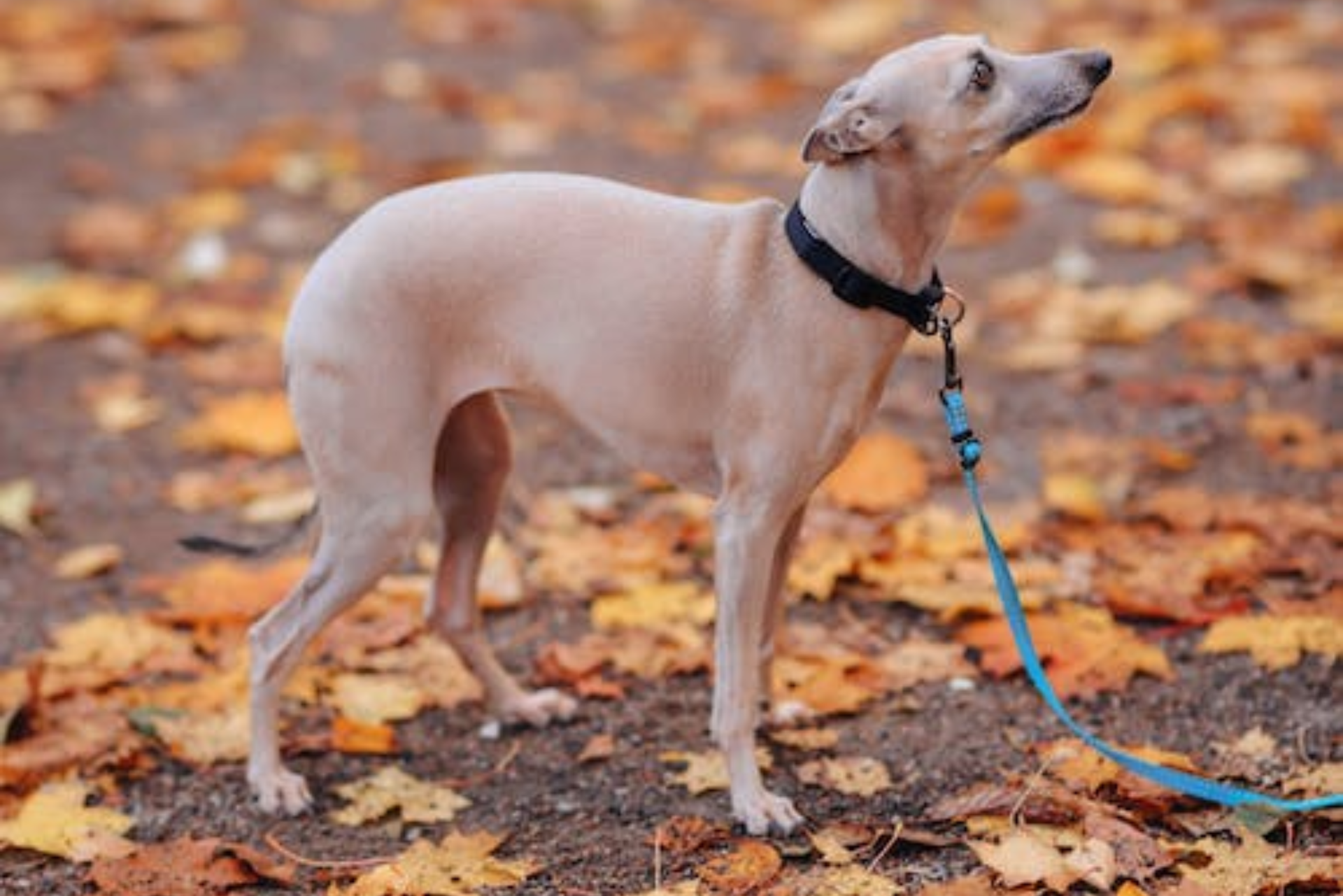 Mini Whippet Dog