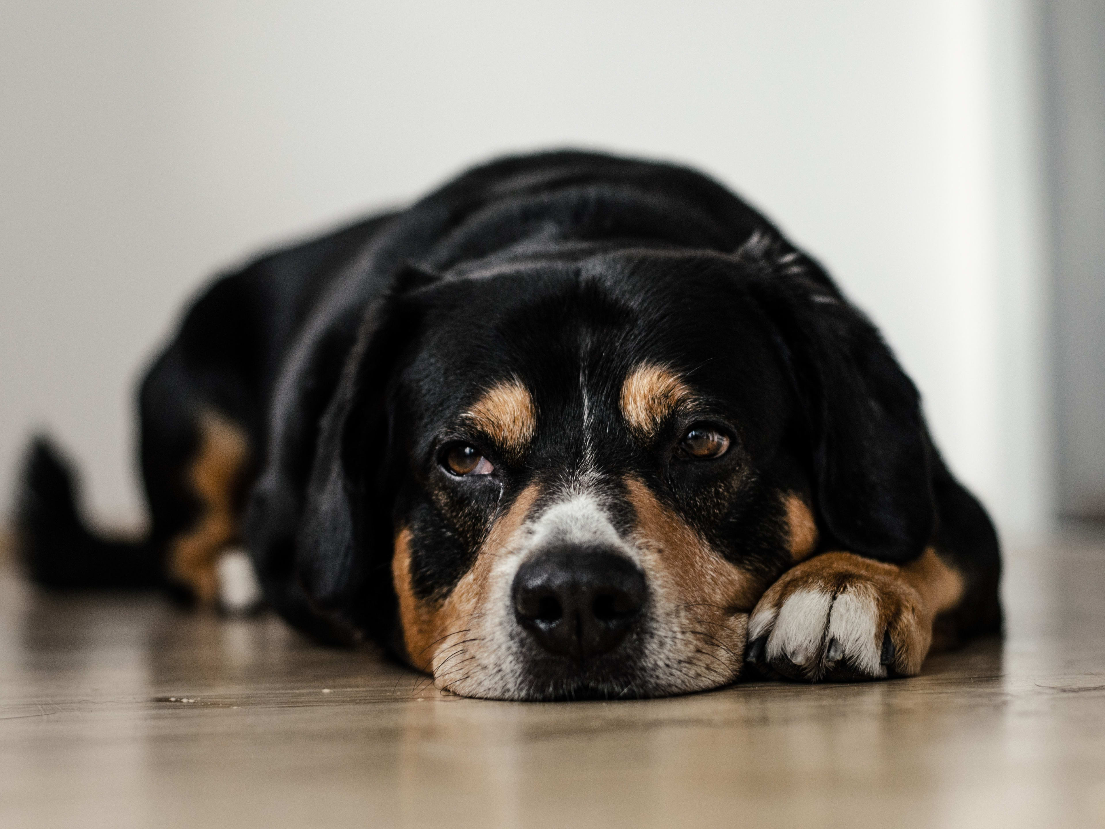 15 Causes of Mucus in a Dog's Stool - PetHelpful