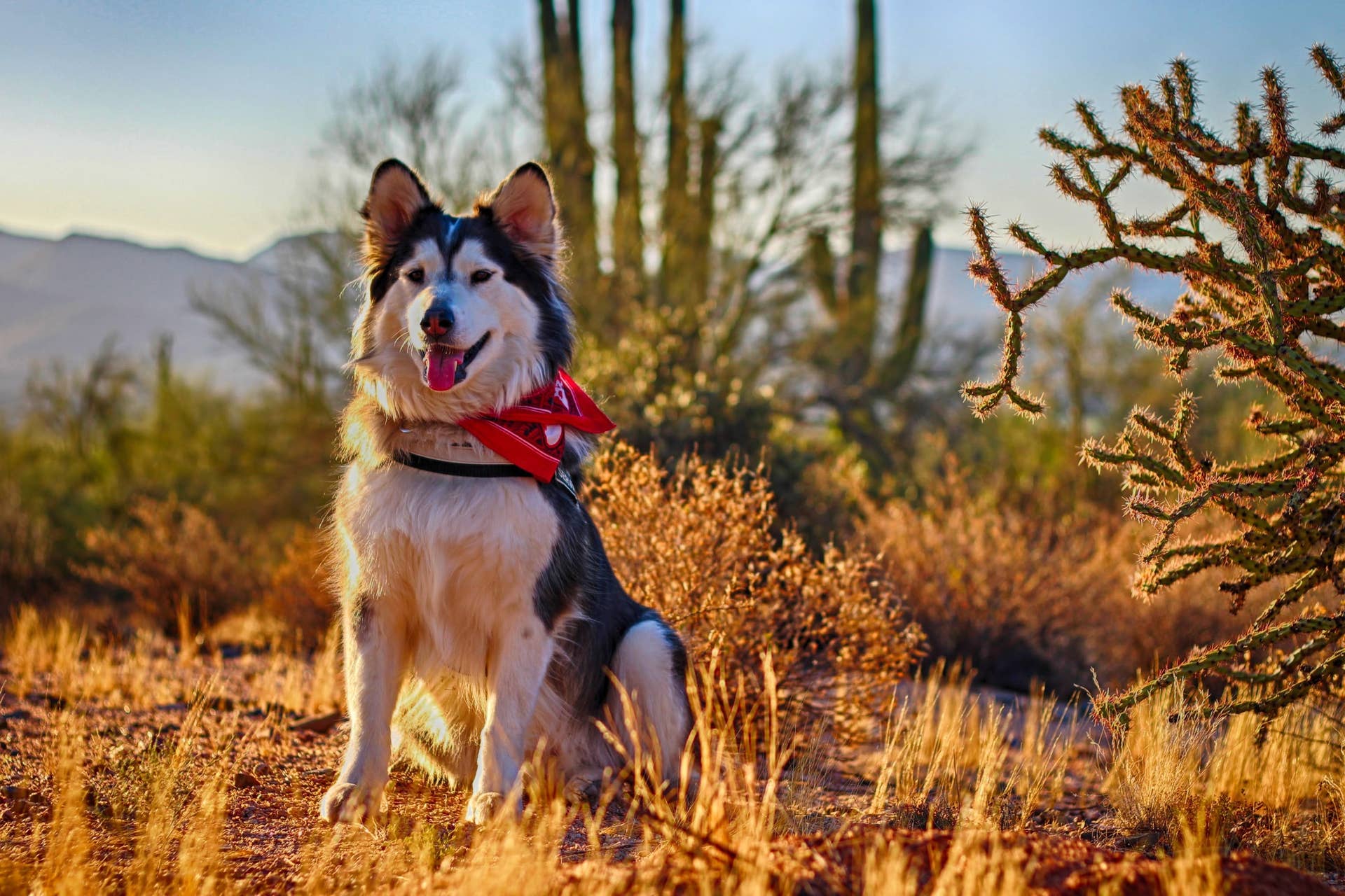 4 Great, Large Dog Breeds With a Long Life Expectancy