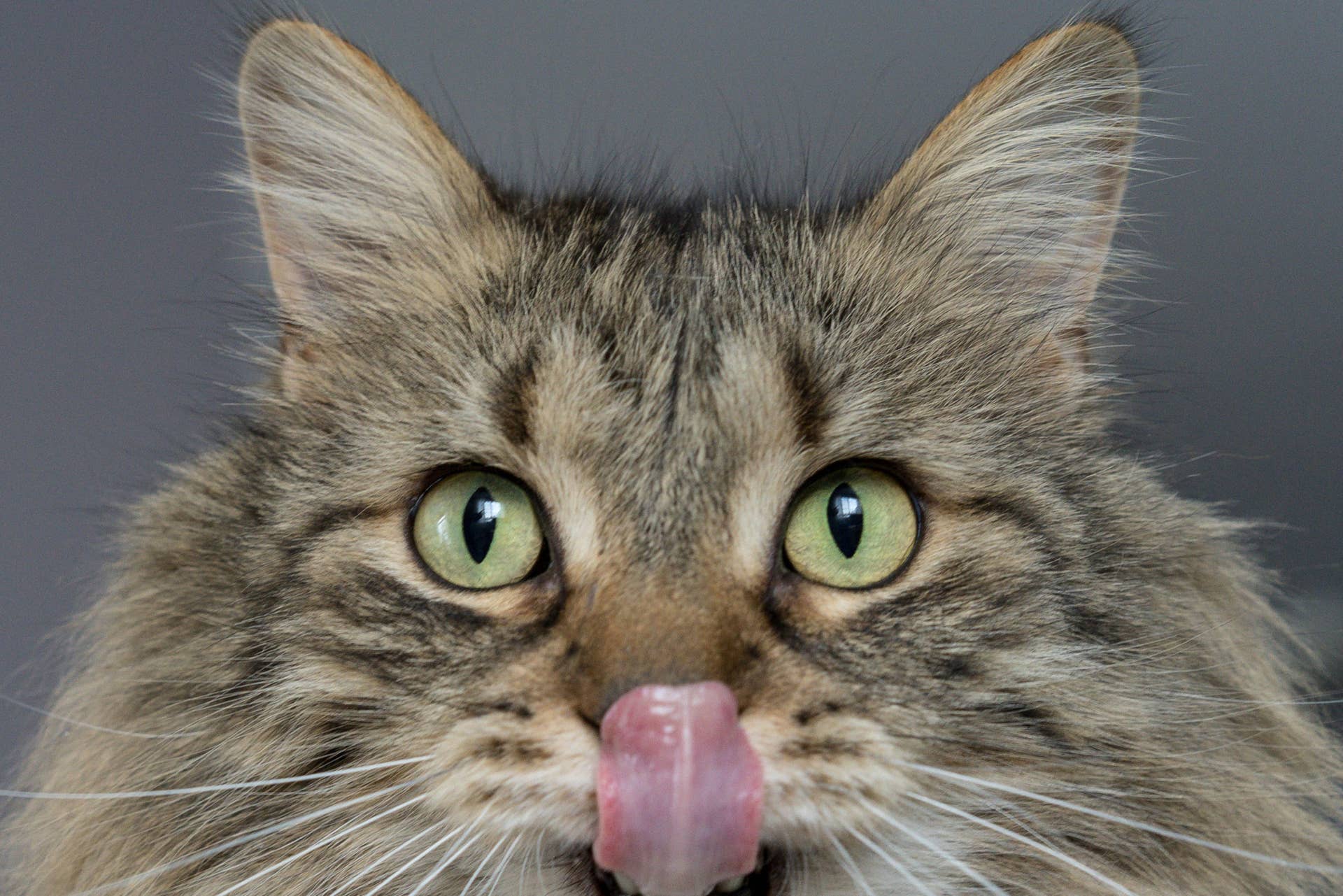 12 Reasons Your Cat Is Drooling Too Much and How to Treat at Home