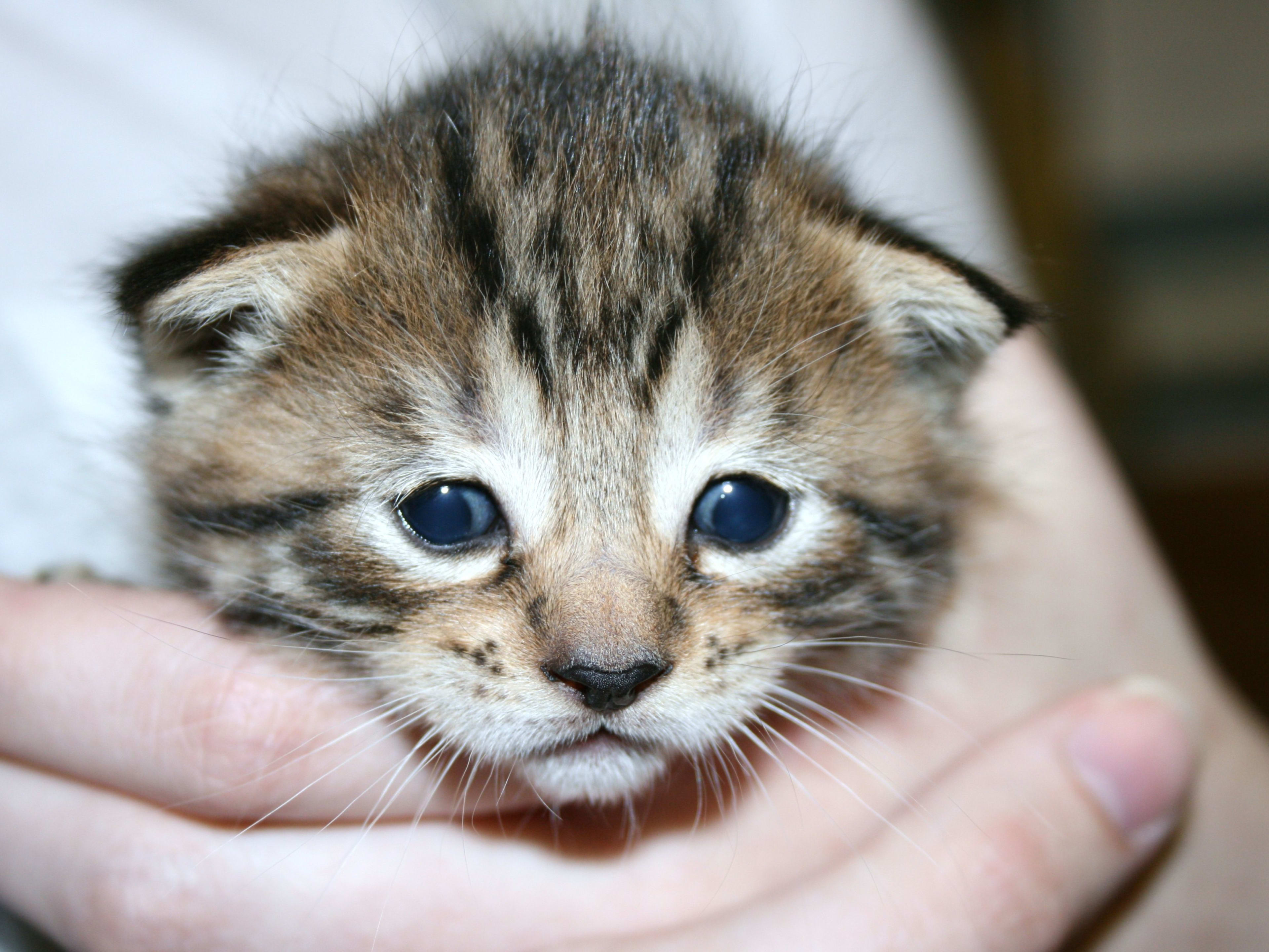 The 16 Rarest Cat Breeds Ever Rare Cat Breeds Top 10 Rare Cat Breeds