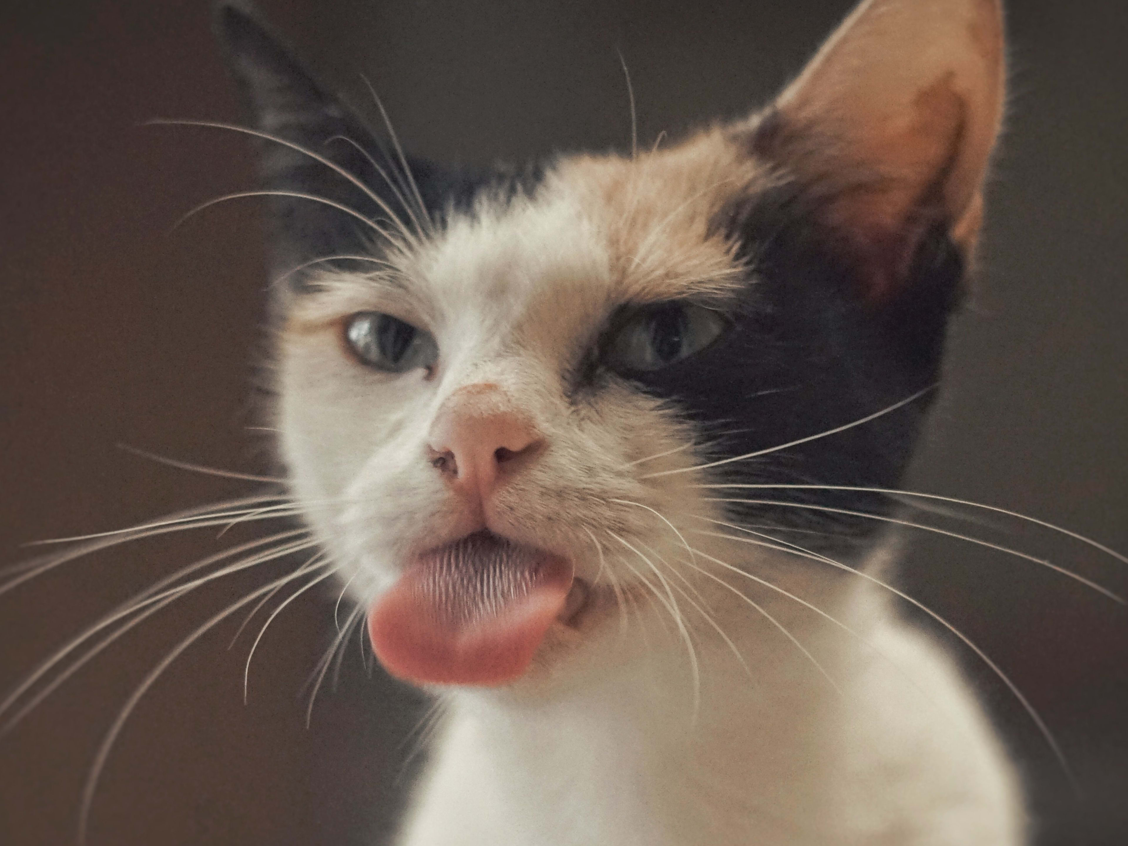 Lizard Tongue Memes Werken Alle Producten Tegen Vlooien Even Goed?