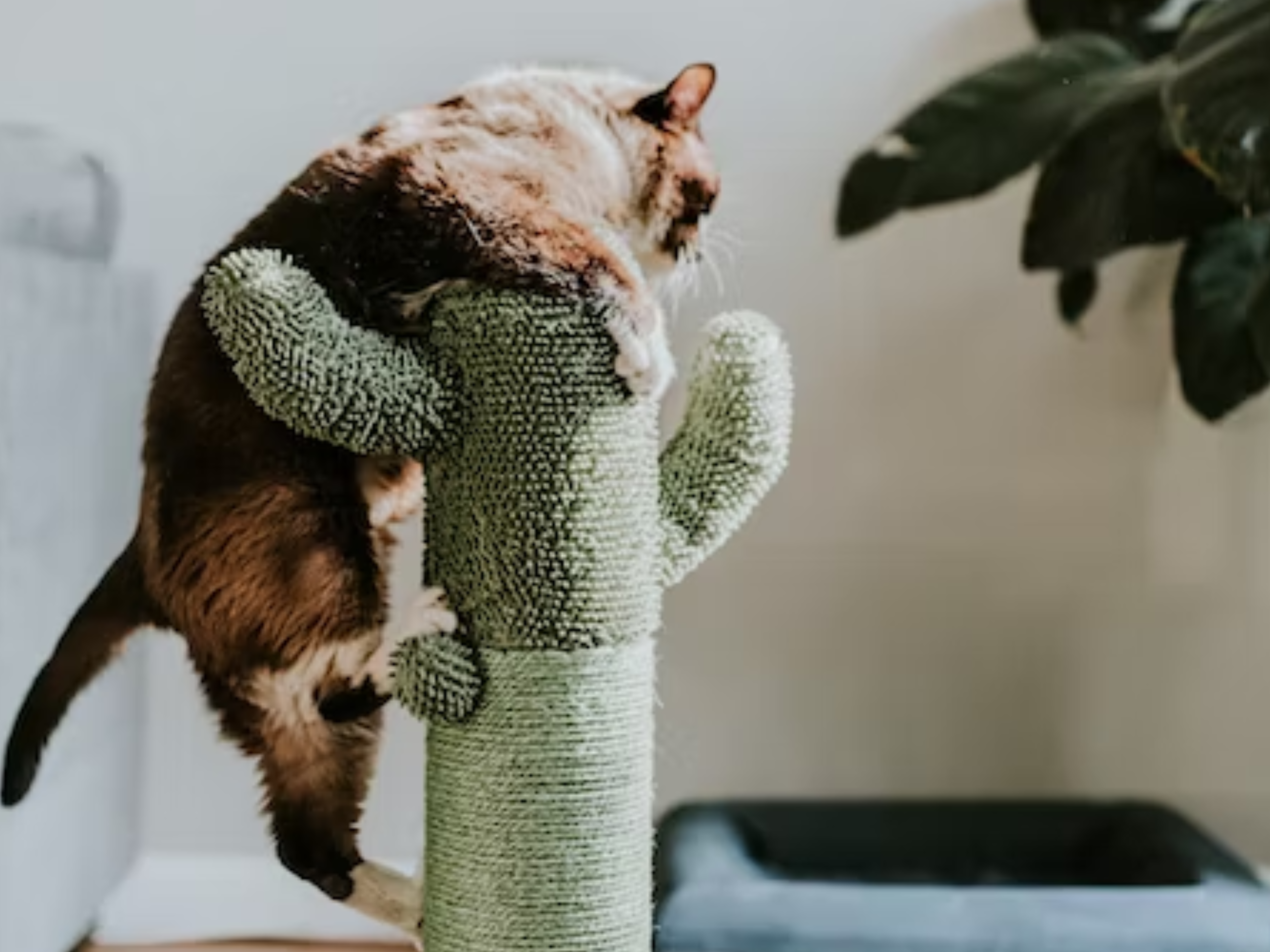 How to Re Carpet Your Cat Tower