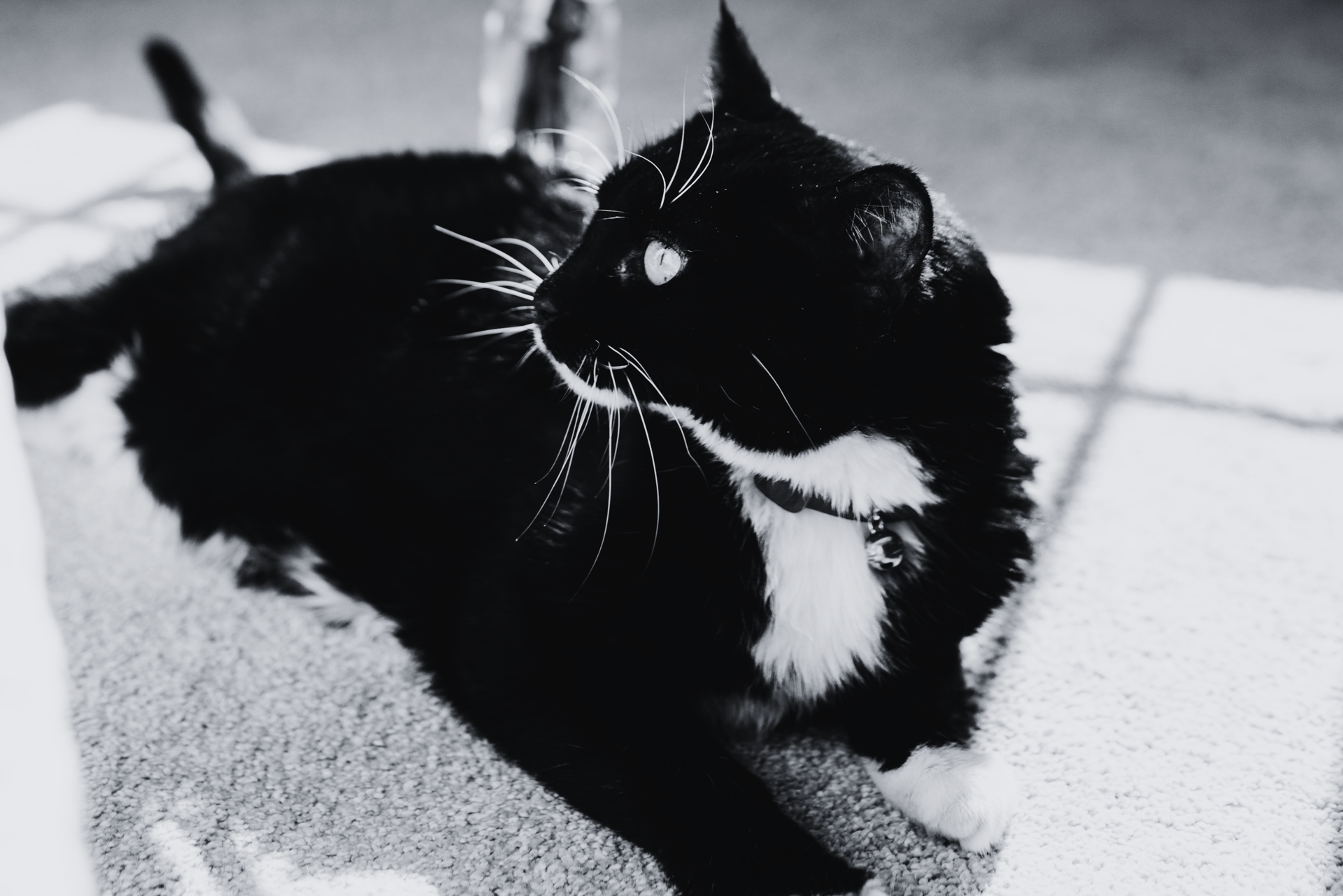 When Your Cat Dies: Gentle Tips to Heal Your Grieving Heart - PetHelpful