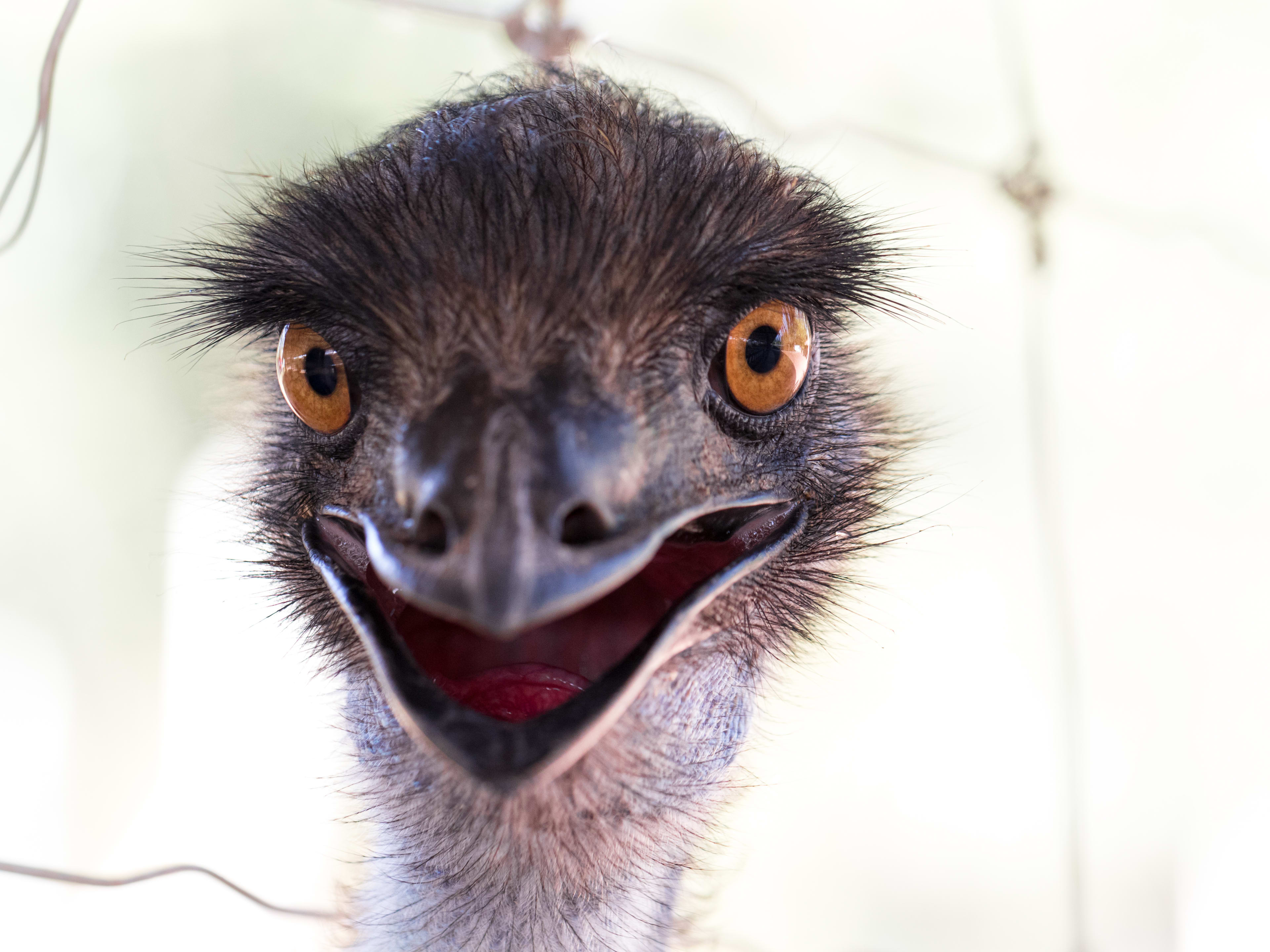 Racing Emu Takes Chill Labrador by Surprise and His Reaction Is ...