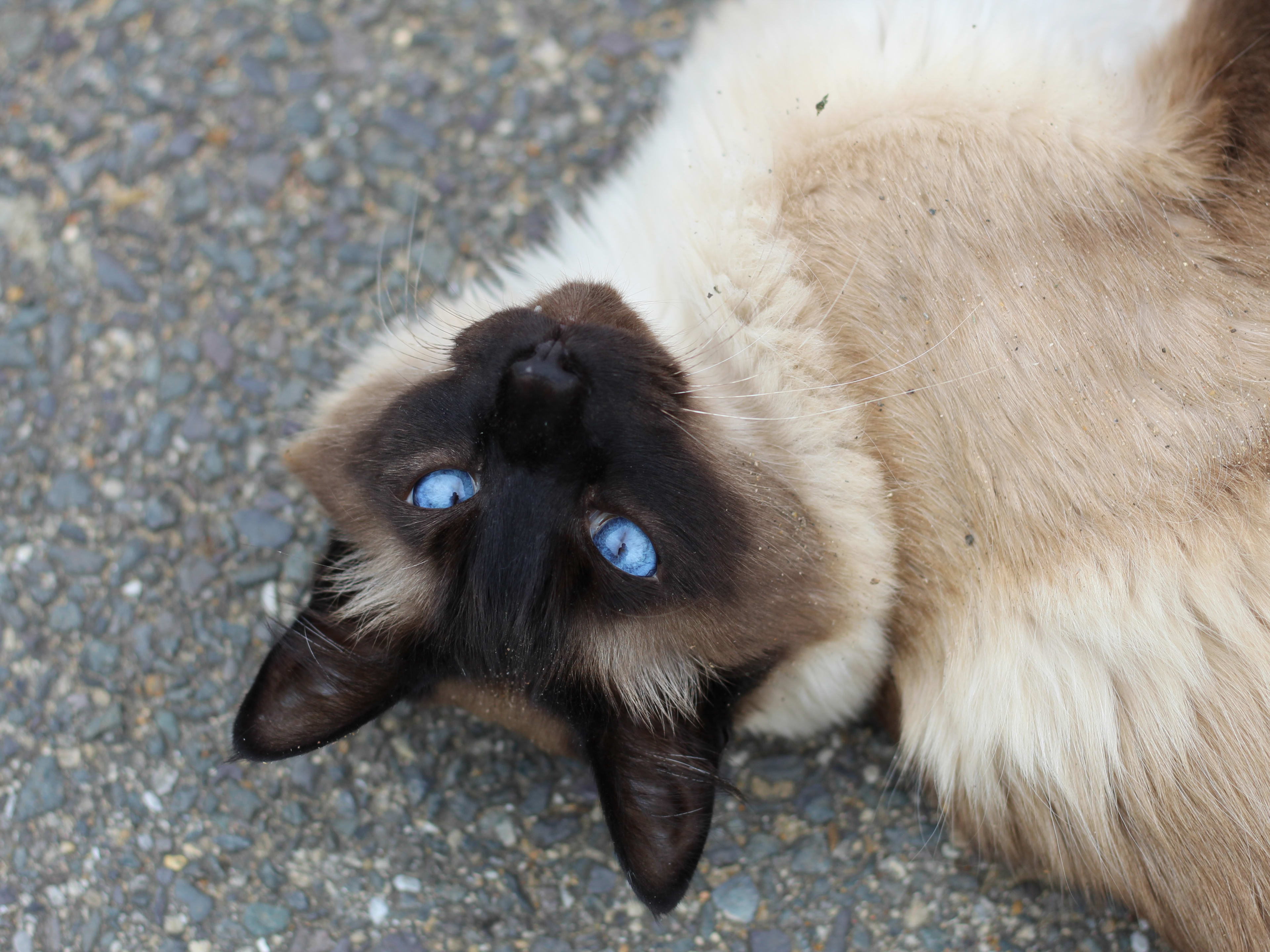 Brown Point Siamese Cat