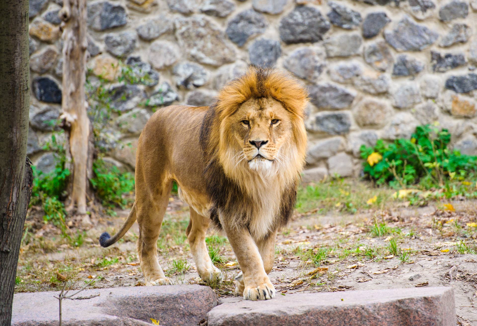 Lion