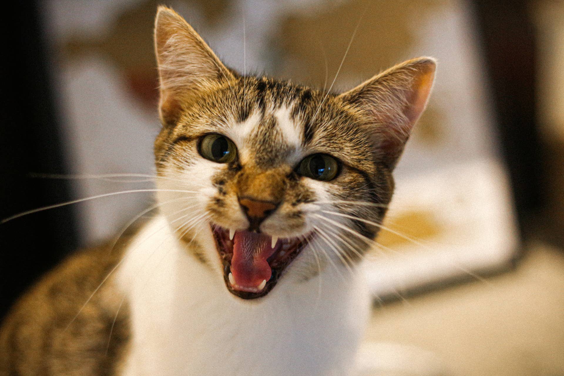 5 Ways to Effectively Annoy Your Cat