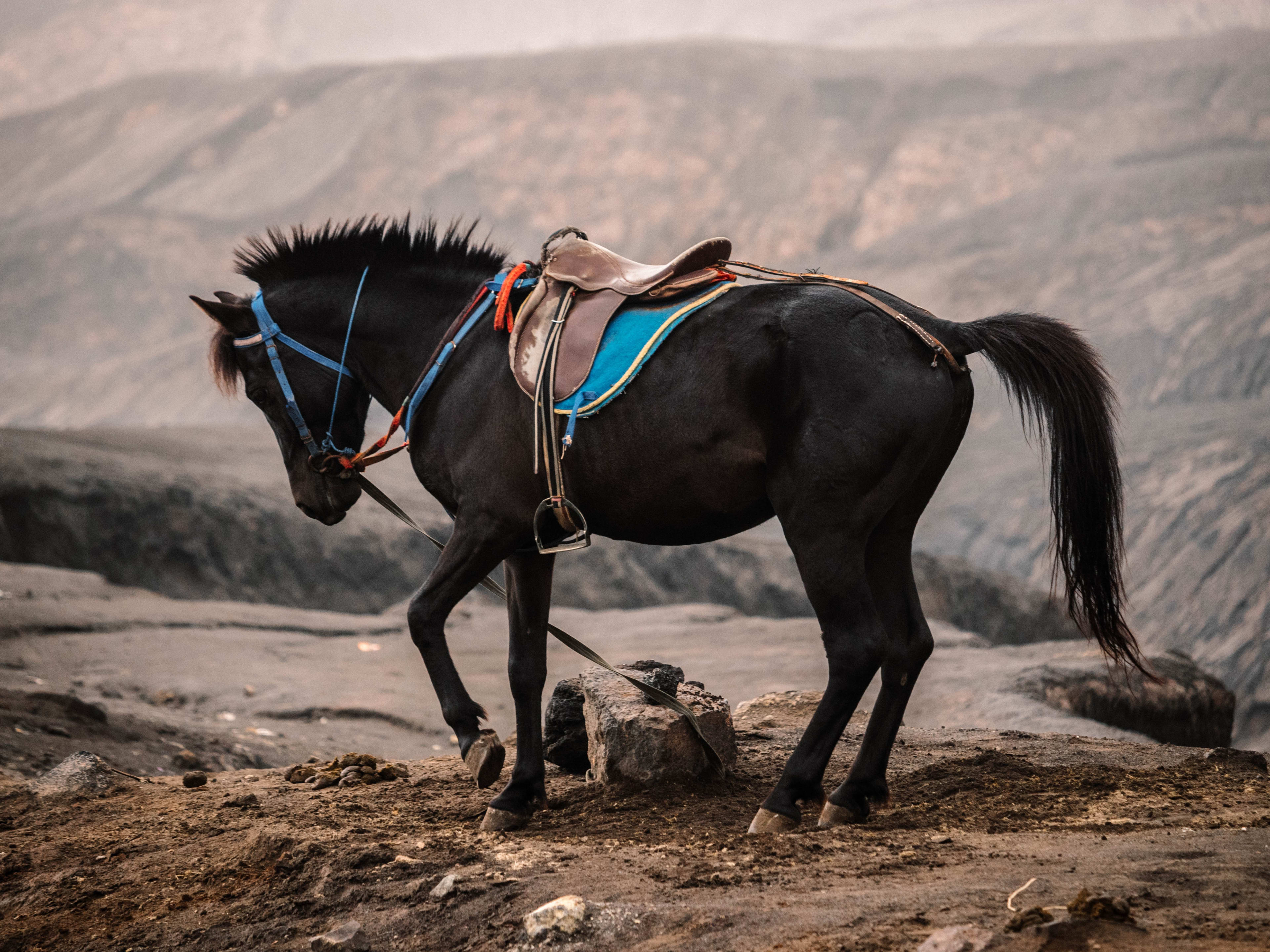 15 Big, Powerful Horse Names