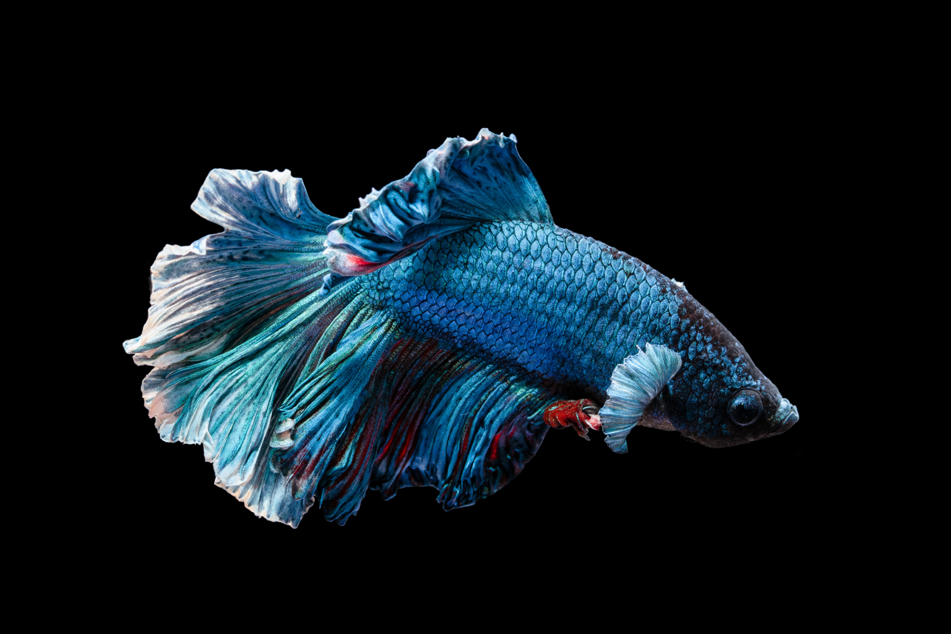 Cold Water Fish How Water Temperature And Oxygen Affect Fishing
