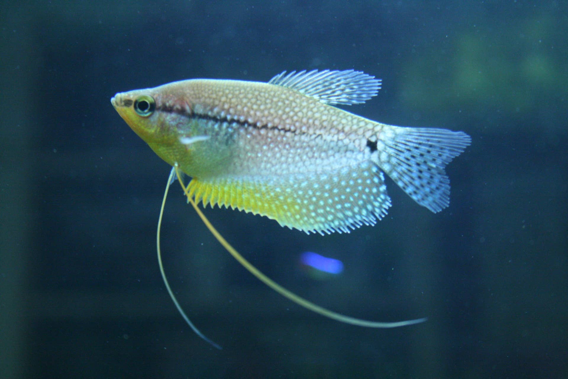 Freshwater Fish Pets Freshwater Fish For Pets 17 Of The Most Popular