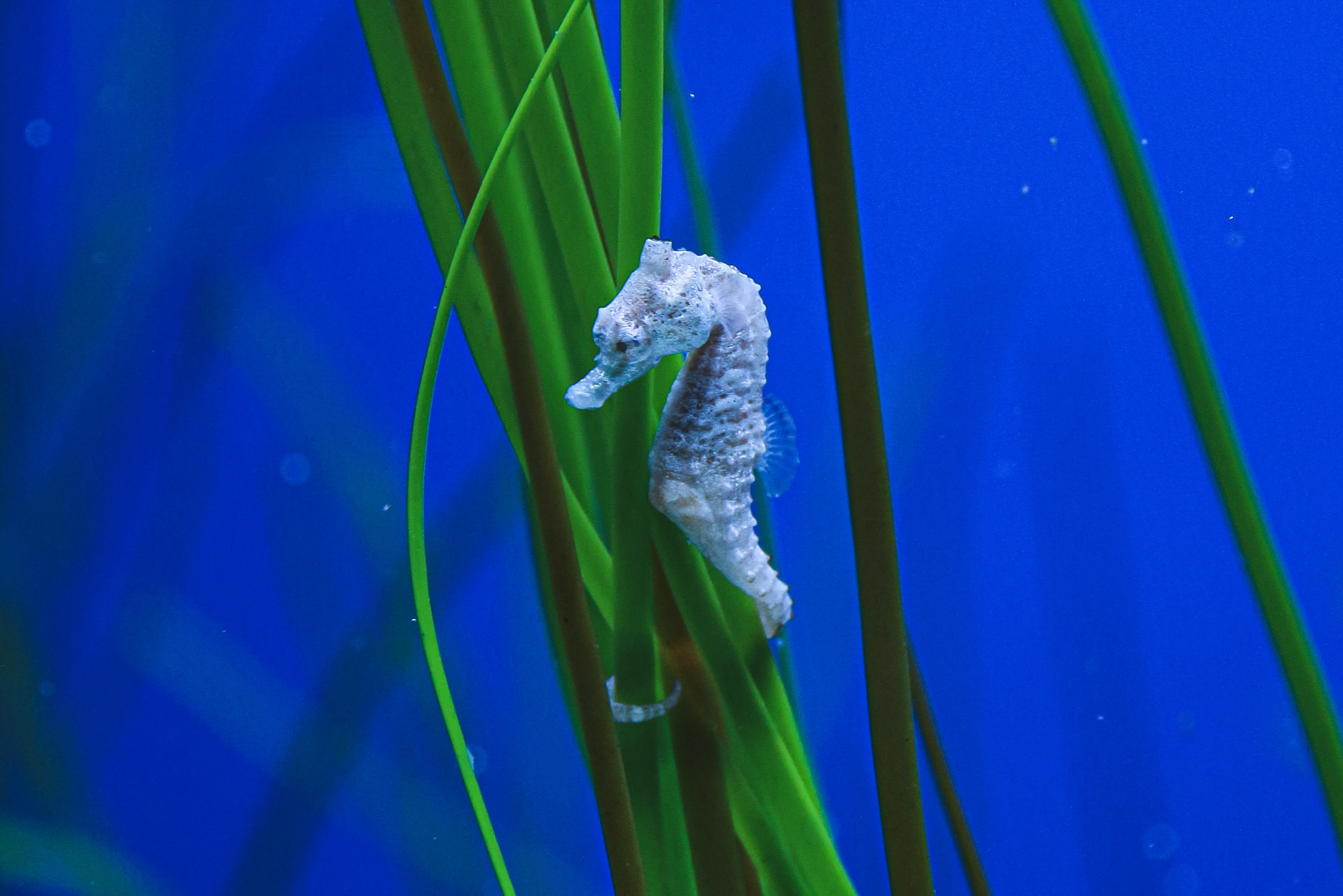 My Pet Sea Horse Seasick Sea Horse: Purrmaids Series (Book 3)