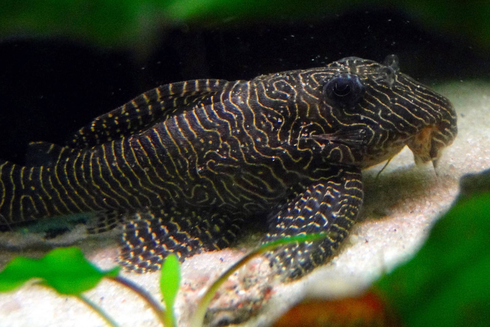 Baby Common Pleco