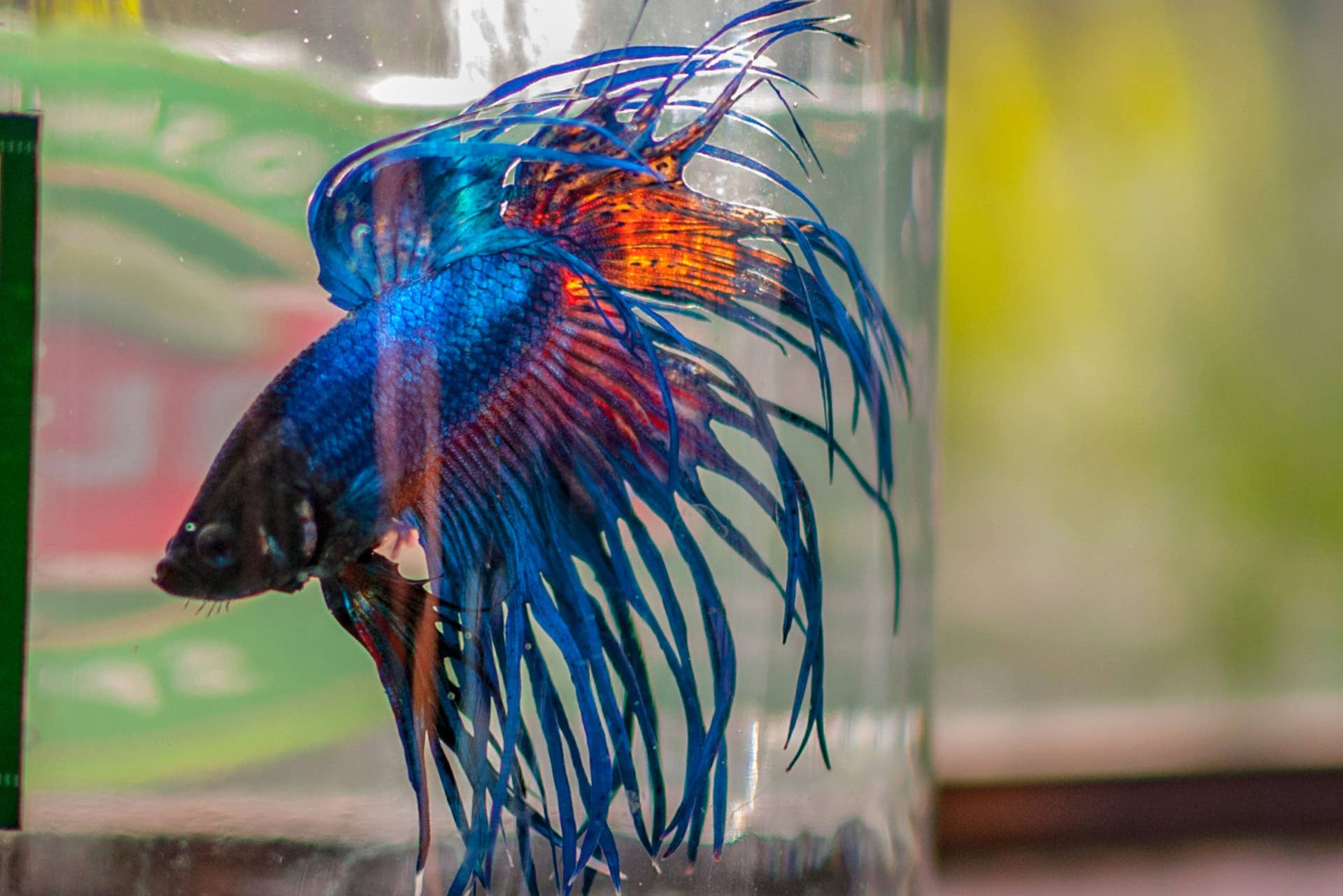 Cool Betta Fish Bowl How To Set Up A Betta Fish Tank