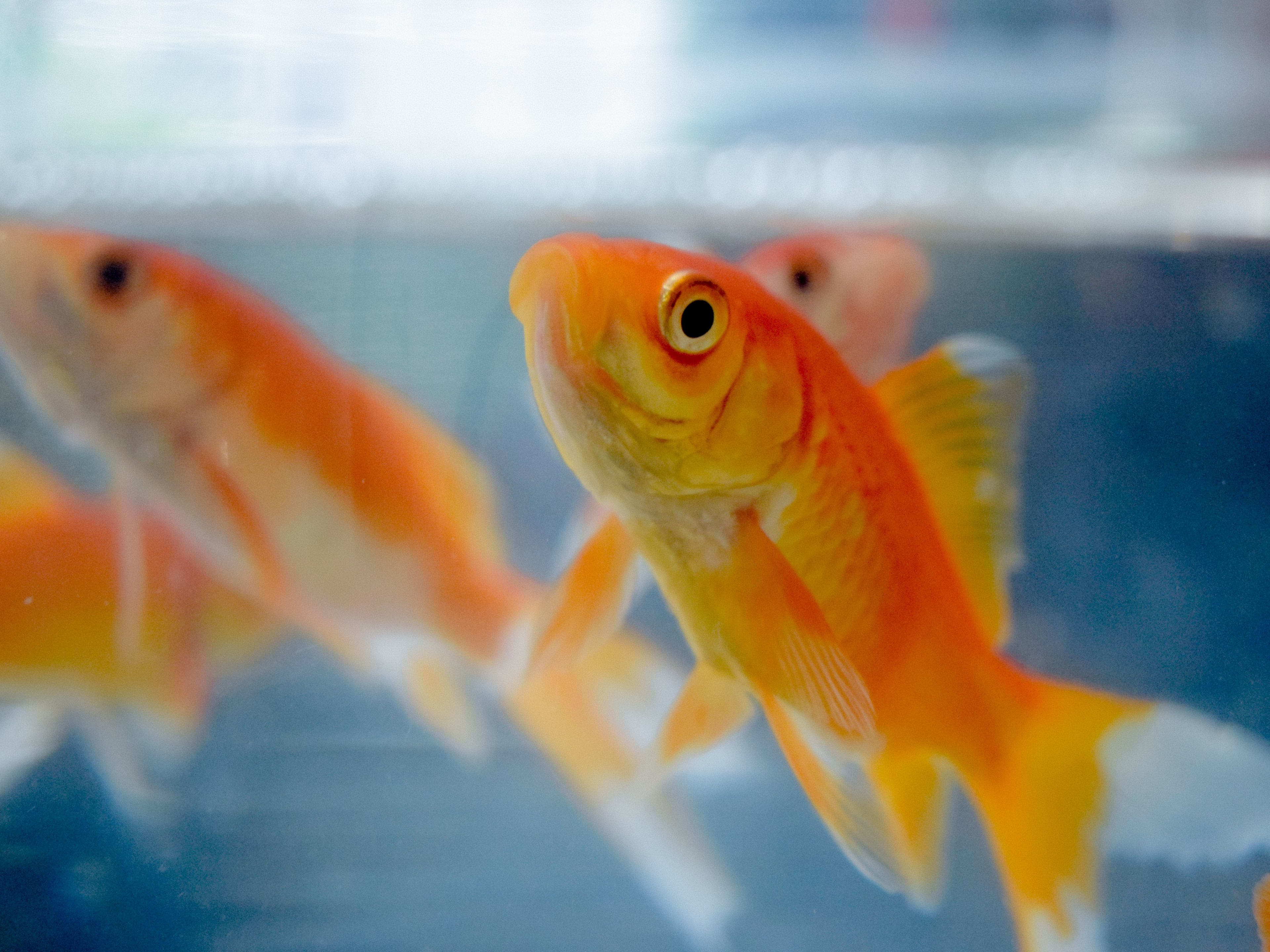 Tank Mates for Goldfish Learn Which Species Are and Aren t Compatible