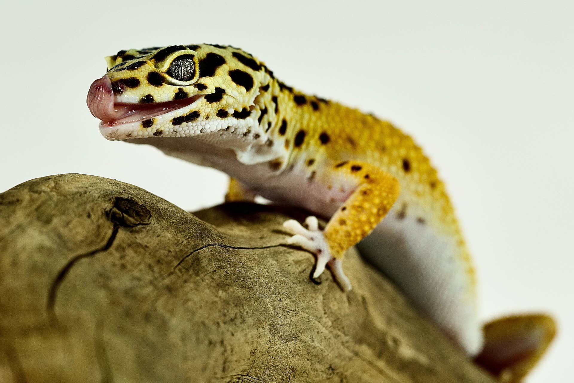 Leopard Gecko Eggs Hatching Leopard Gecko Egg Development