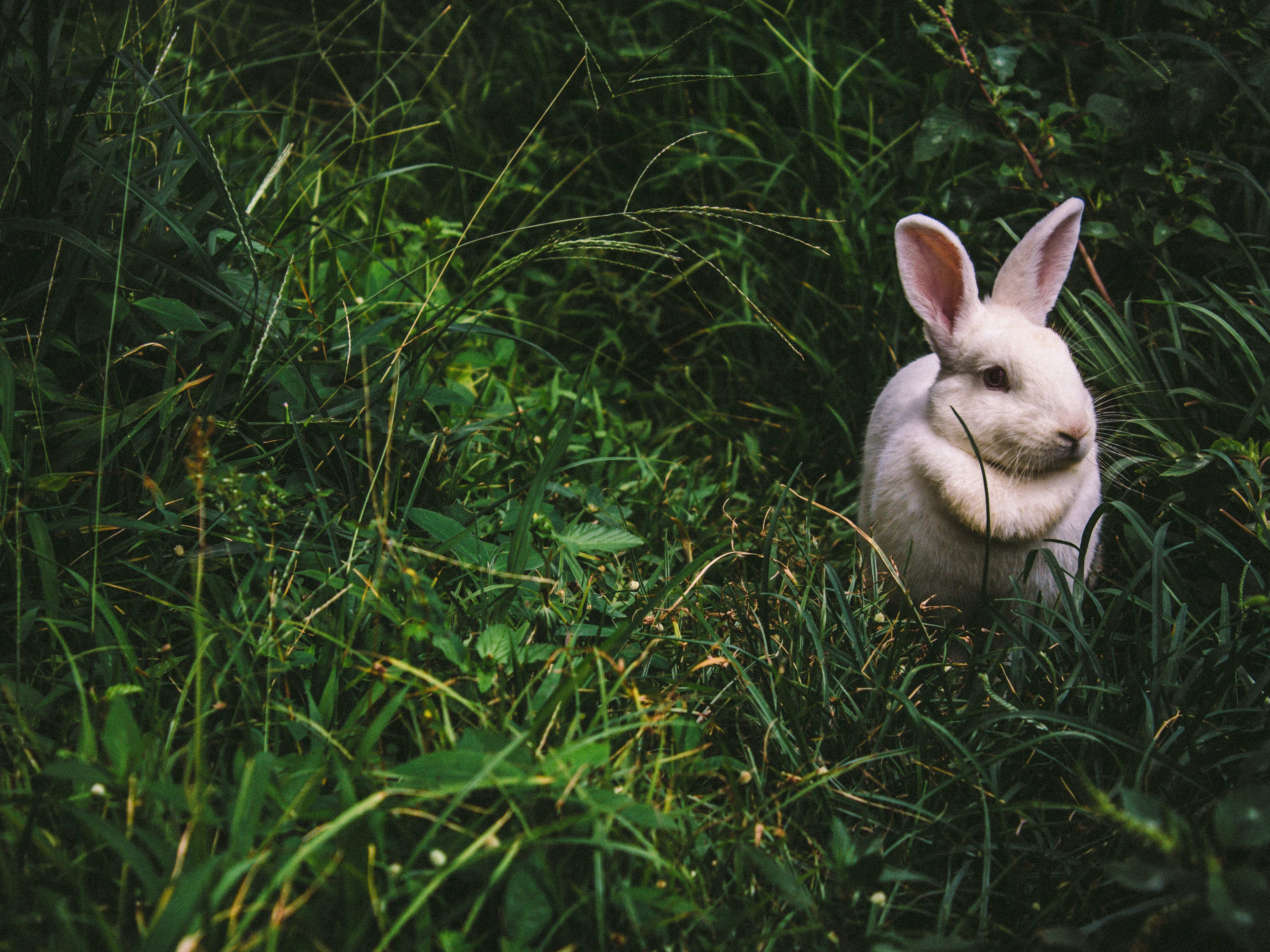 Bunny Breed Guide: New Zealand White Rabbit - PetHelpful