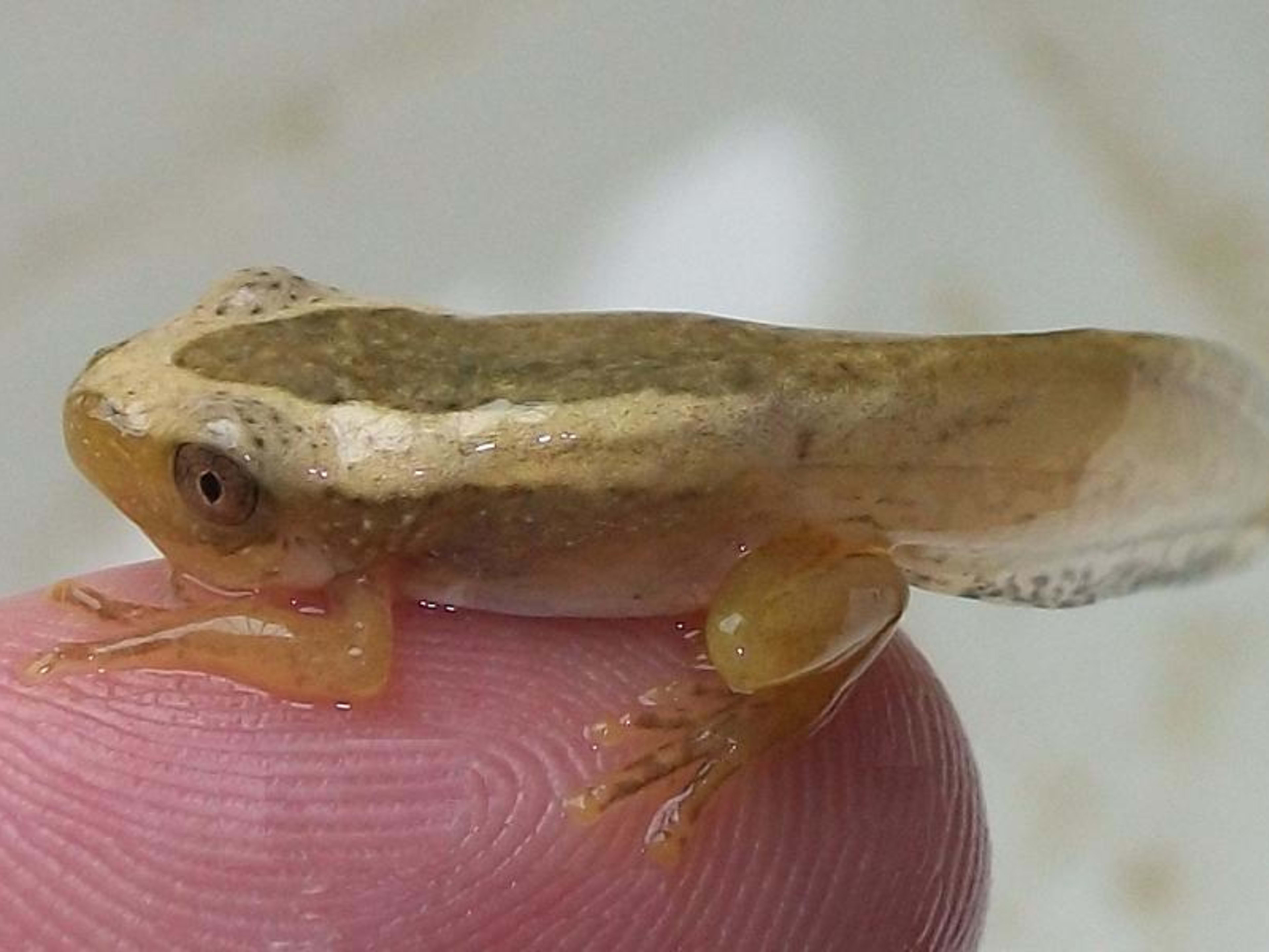 Tadpoles With Legs And Arms