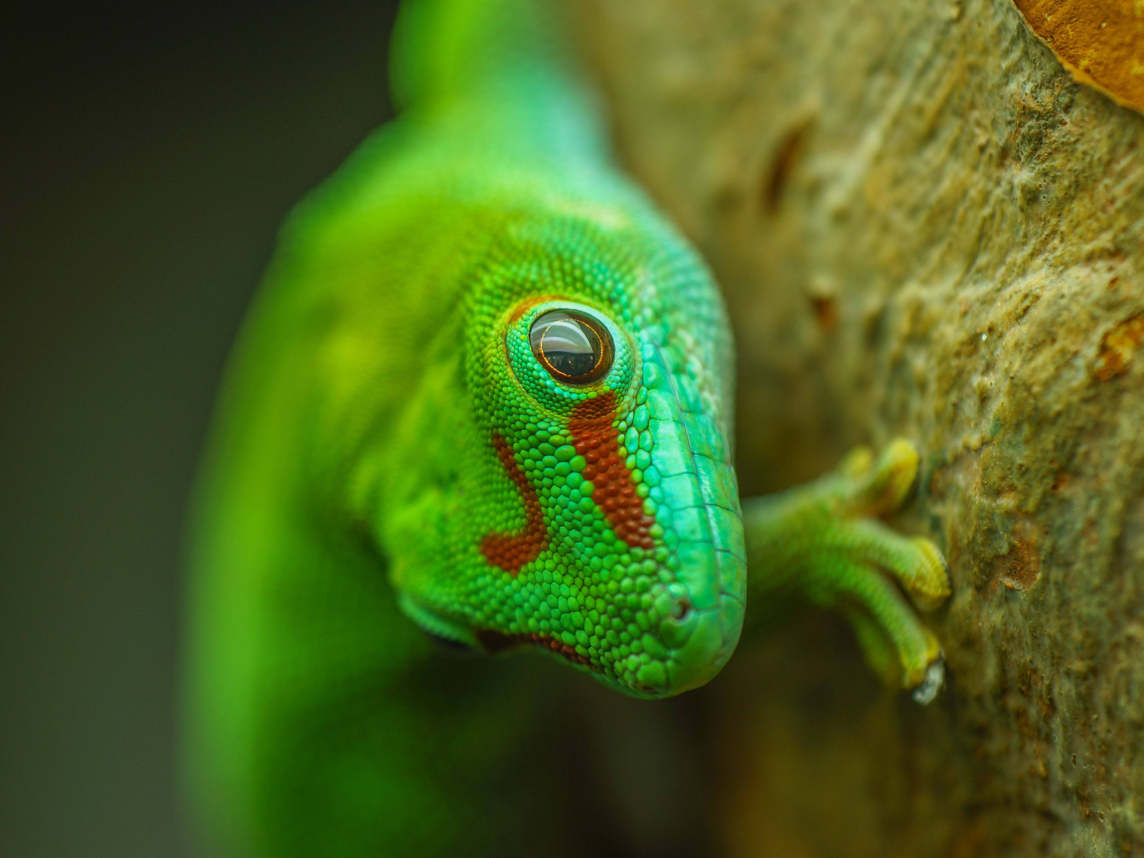 Reptiles and Amphibians