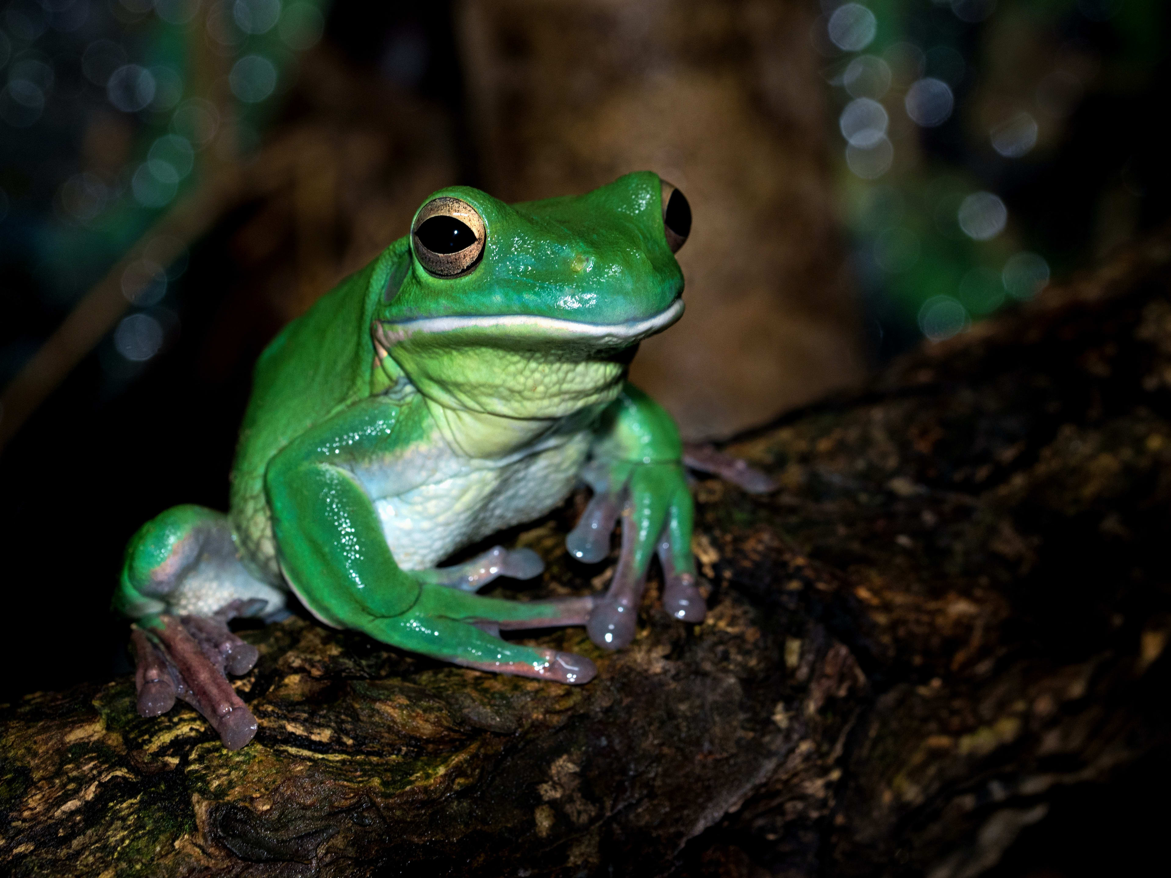 Cute pet frogs store