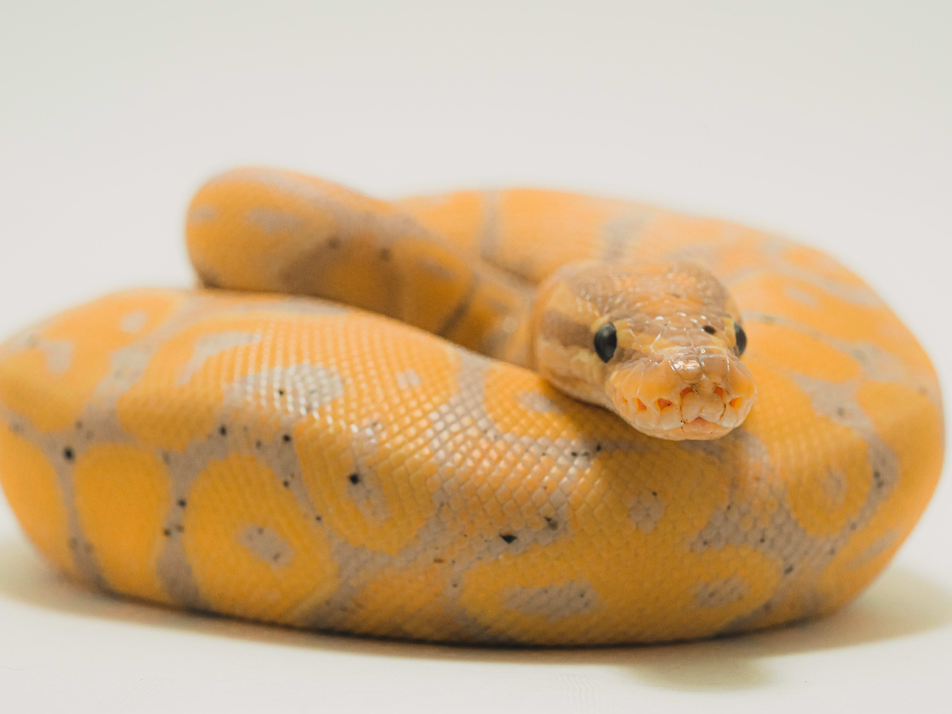 The 4 Best Breeds of Snakes to Have as Pets