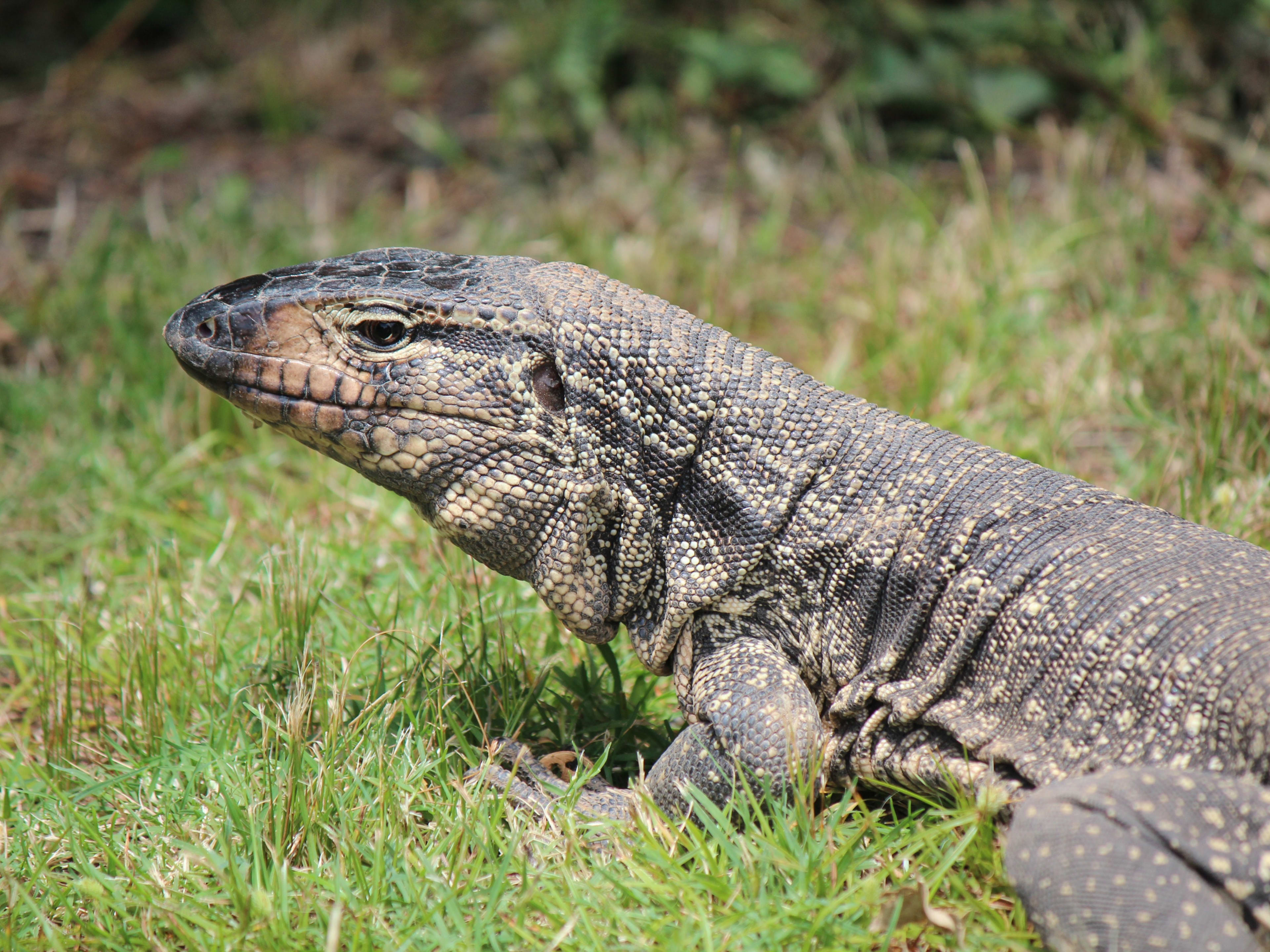 Why the Tegu Is the Best Pet Lizard