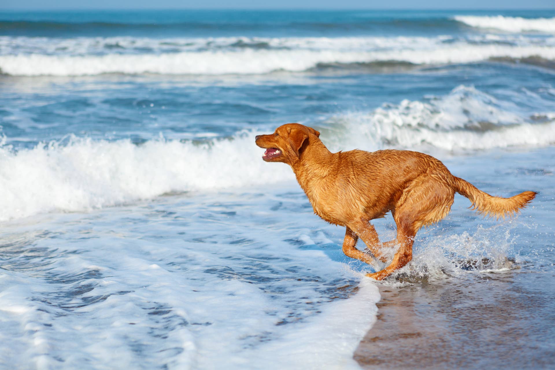 Dogs Utterly Wow Us in Pacifica’s World Dog Surfing Championship ...