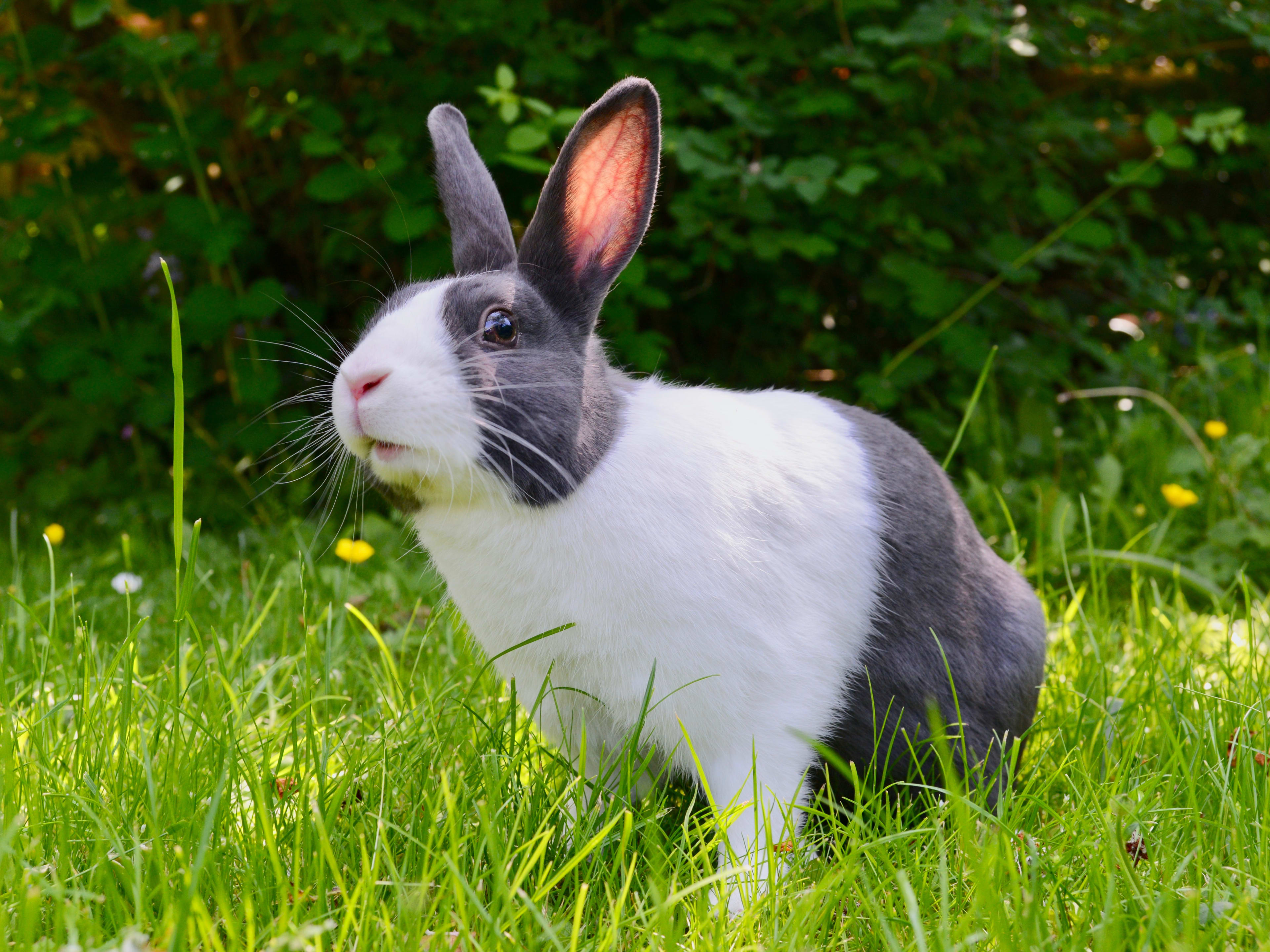10 Common Causes of Sudden Death in Healthy Rabbits - PetHelpful