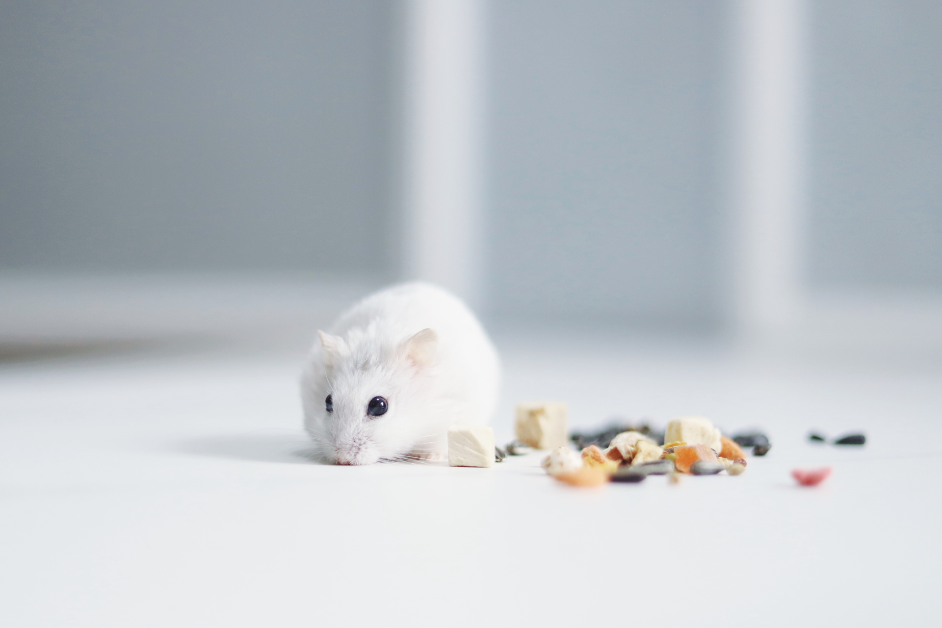 Hamster Teeth Diagram