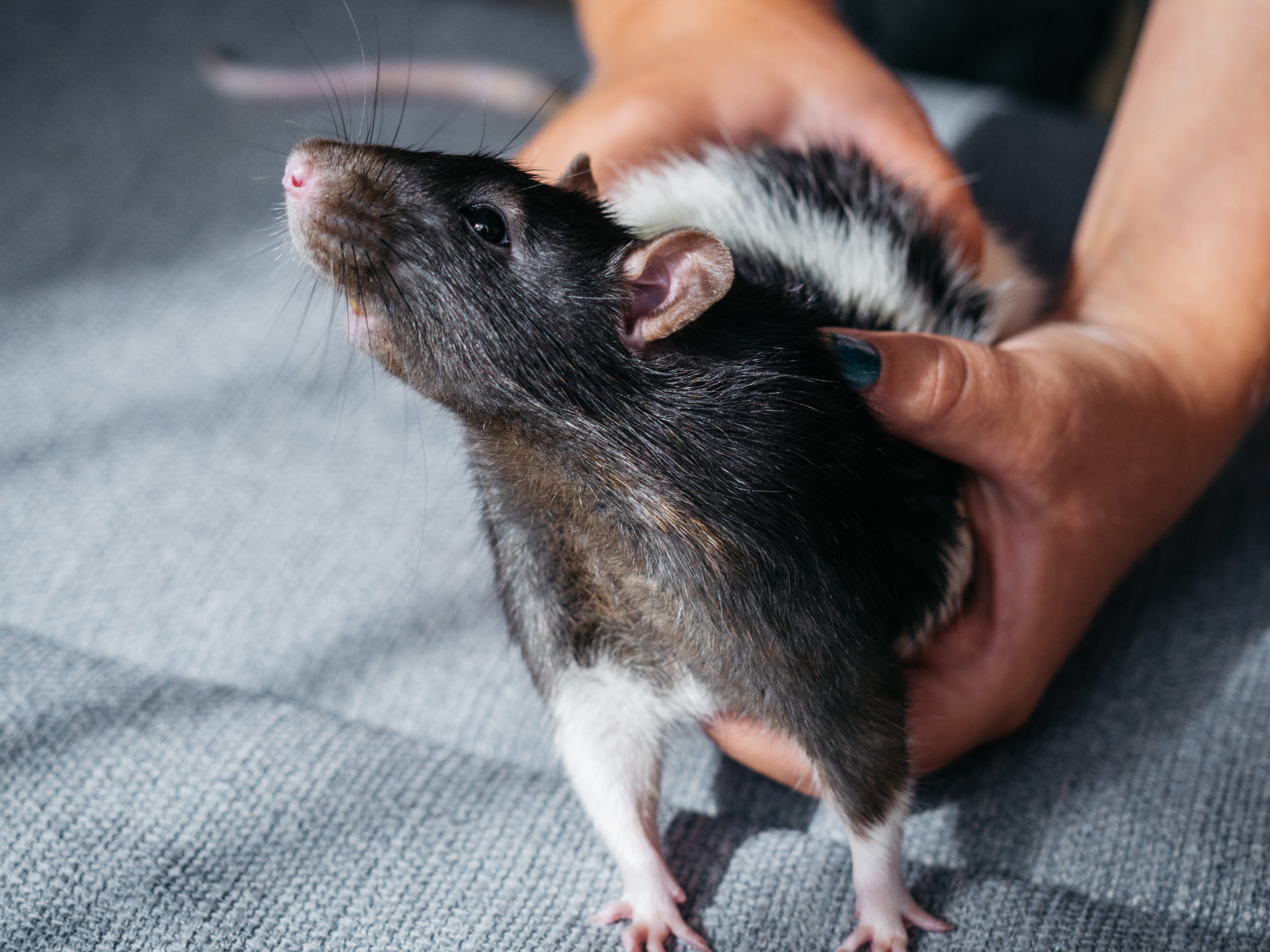 Fancy rat size store