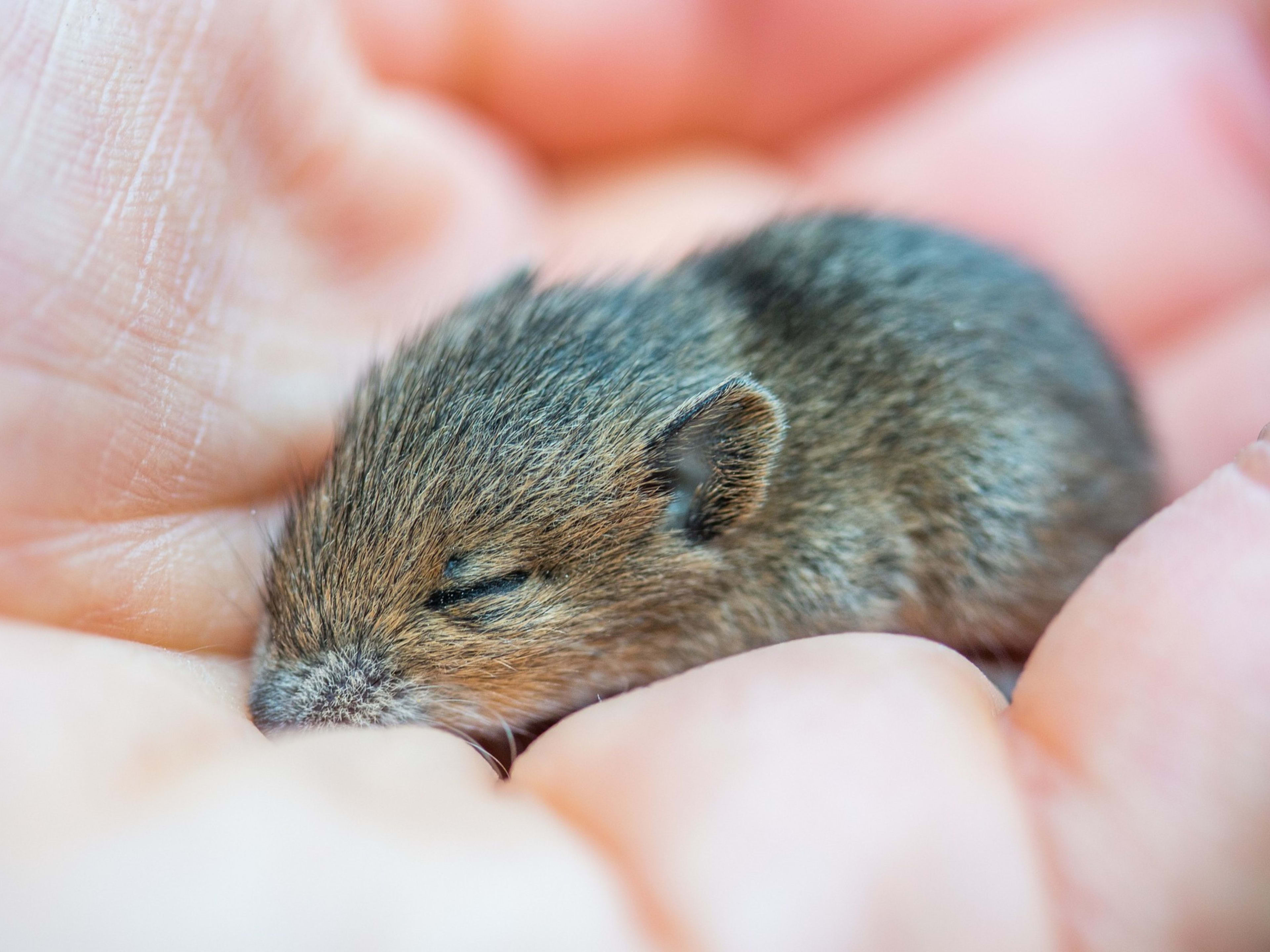 Top 10 Reasons Not to Be Scared of Mice - PetHelpful