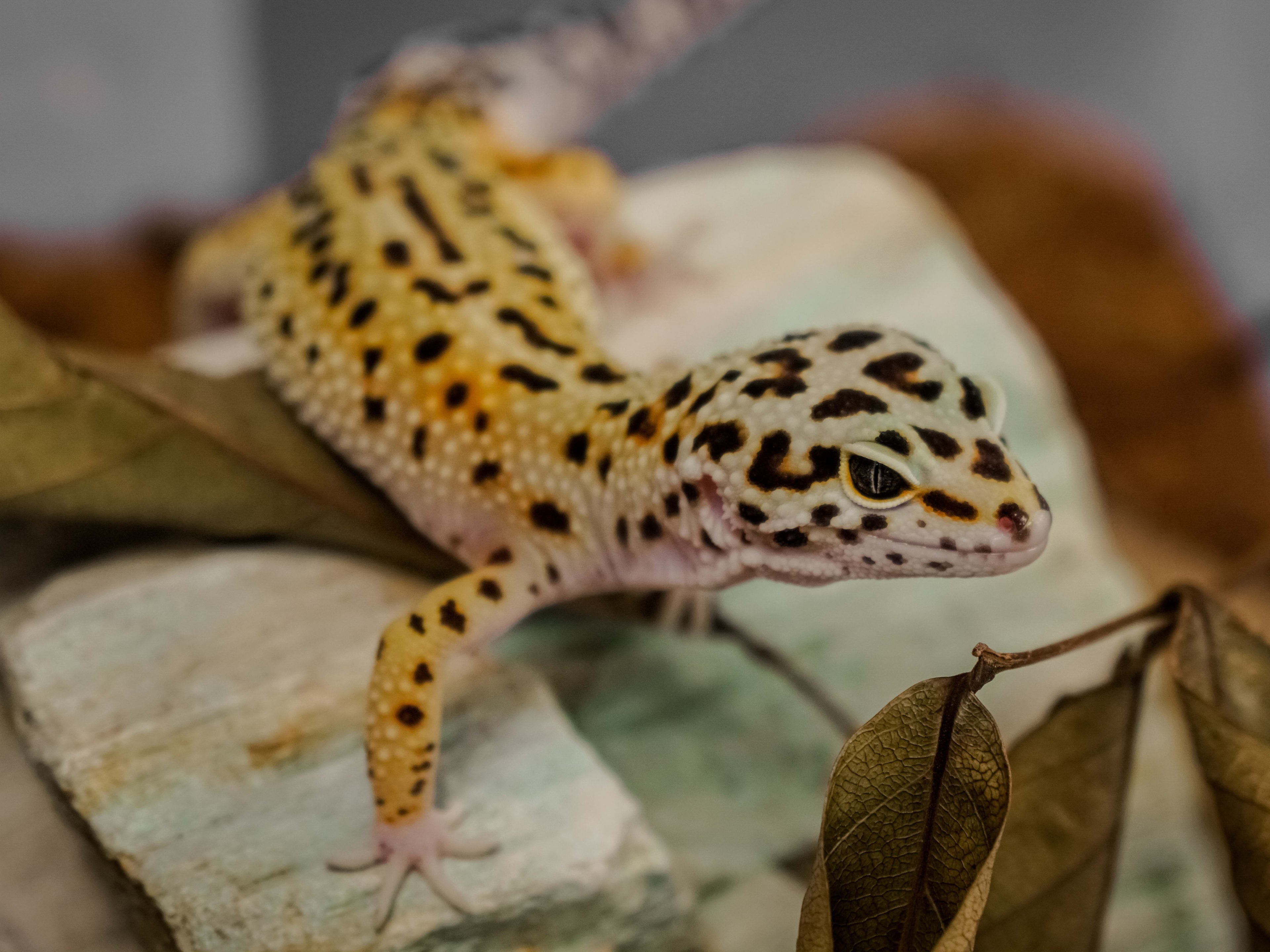 A Beginner's Guide to Owning/Caring for a Leopard Gecko