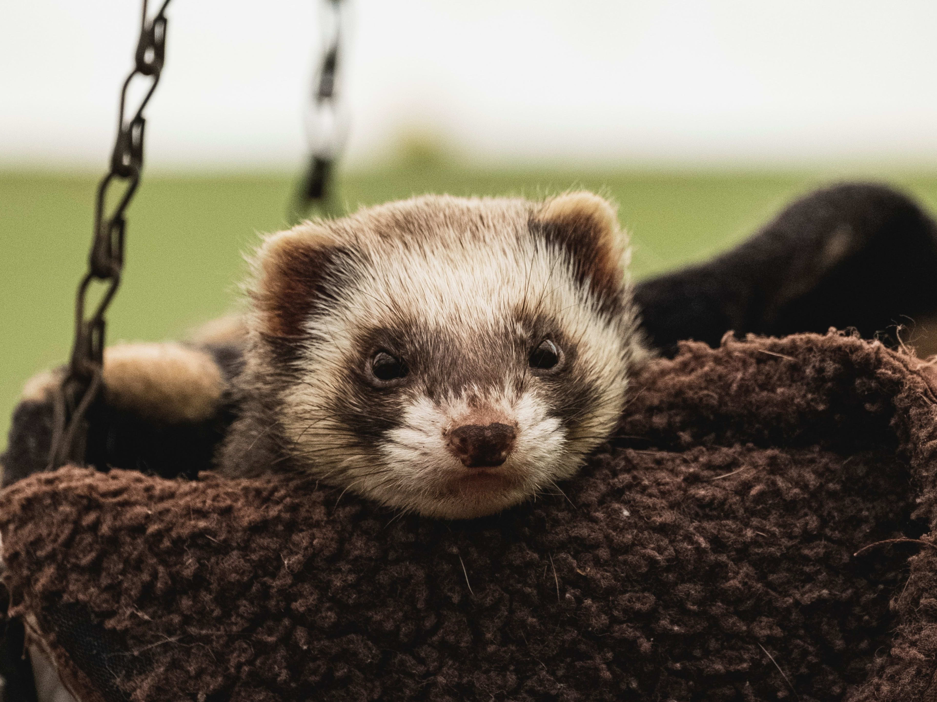 How to Bathe and Groom Your Ferret