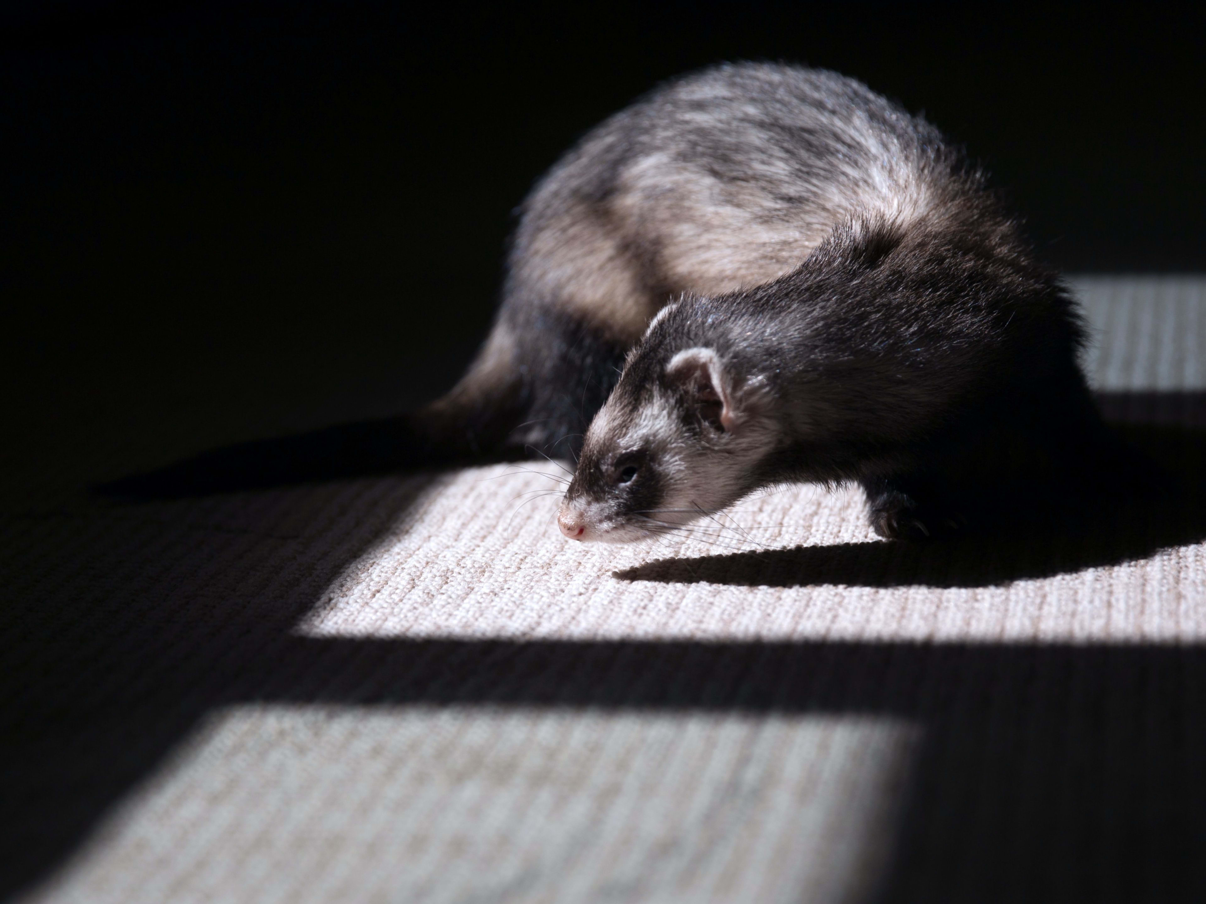 5 Ways to Get Rid of Ferret Odor
