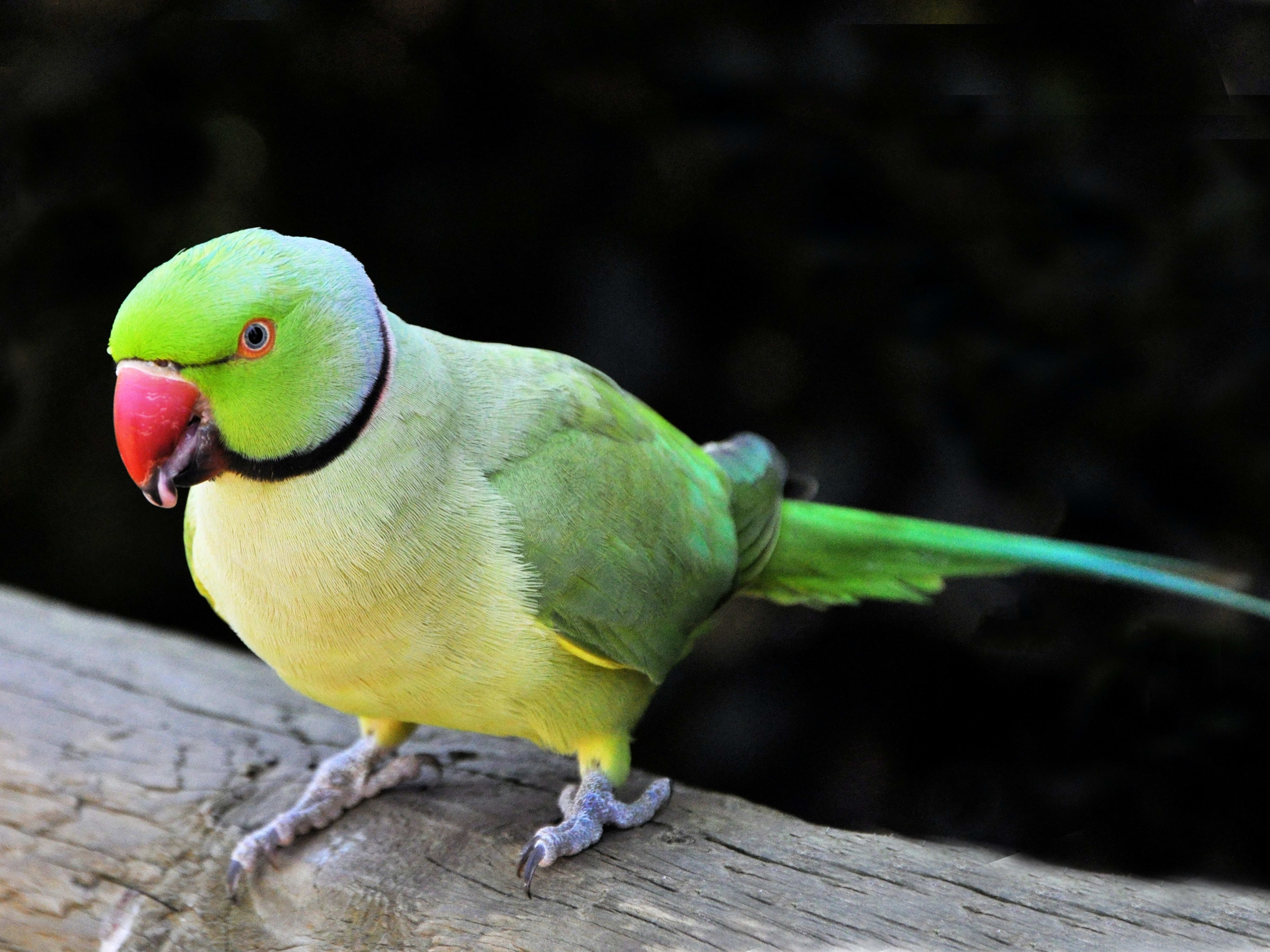 3 Best Pet Birds for Beginners