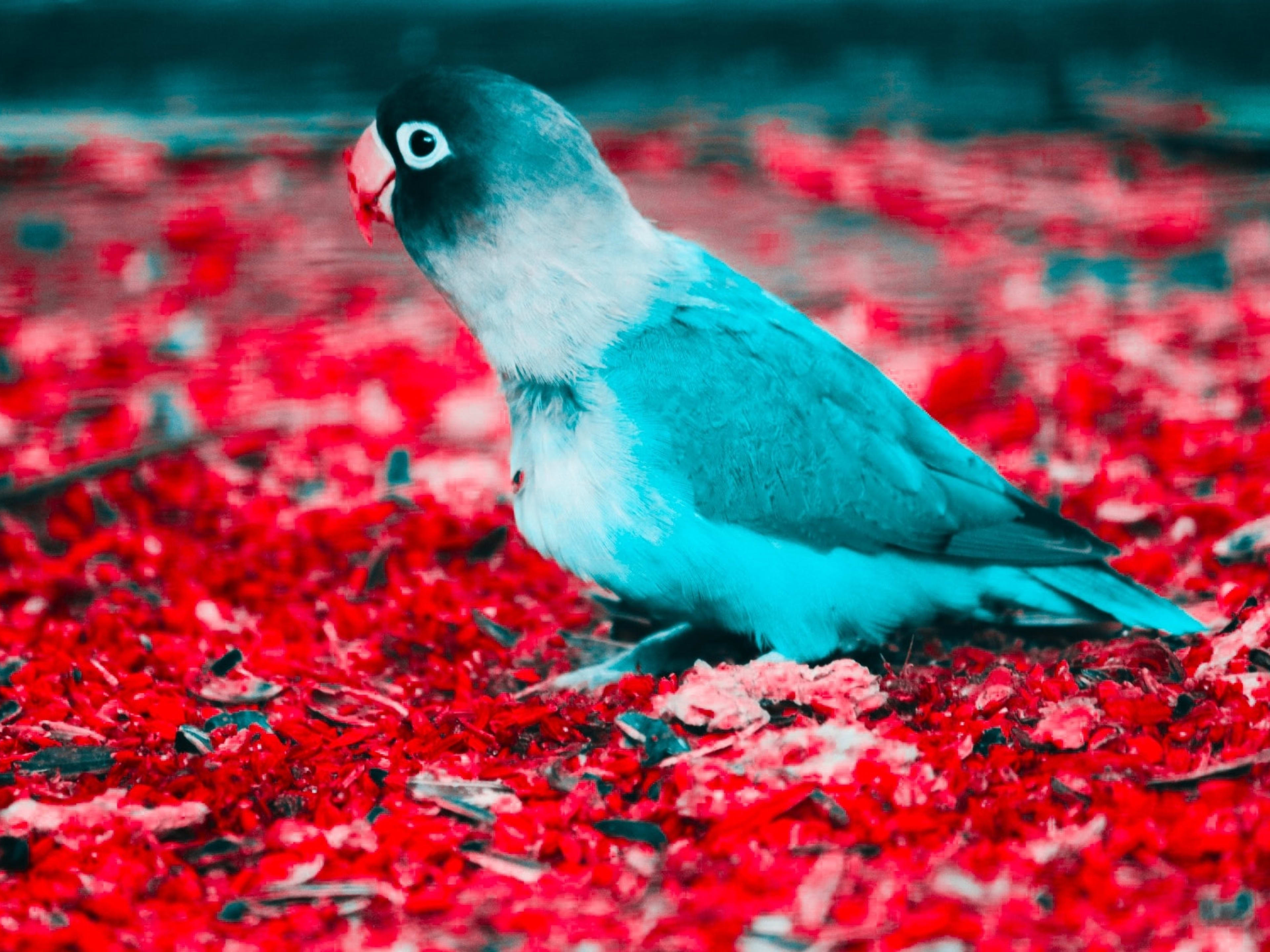 How to Clip and Trim a Parakeet's Nails