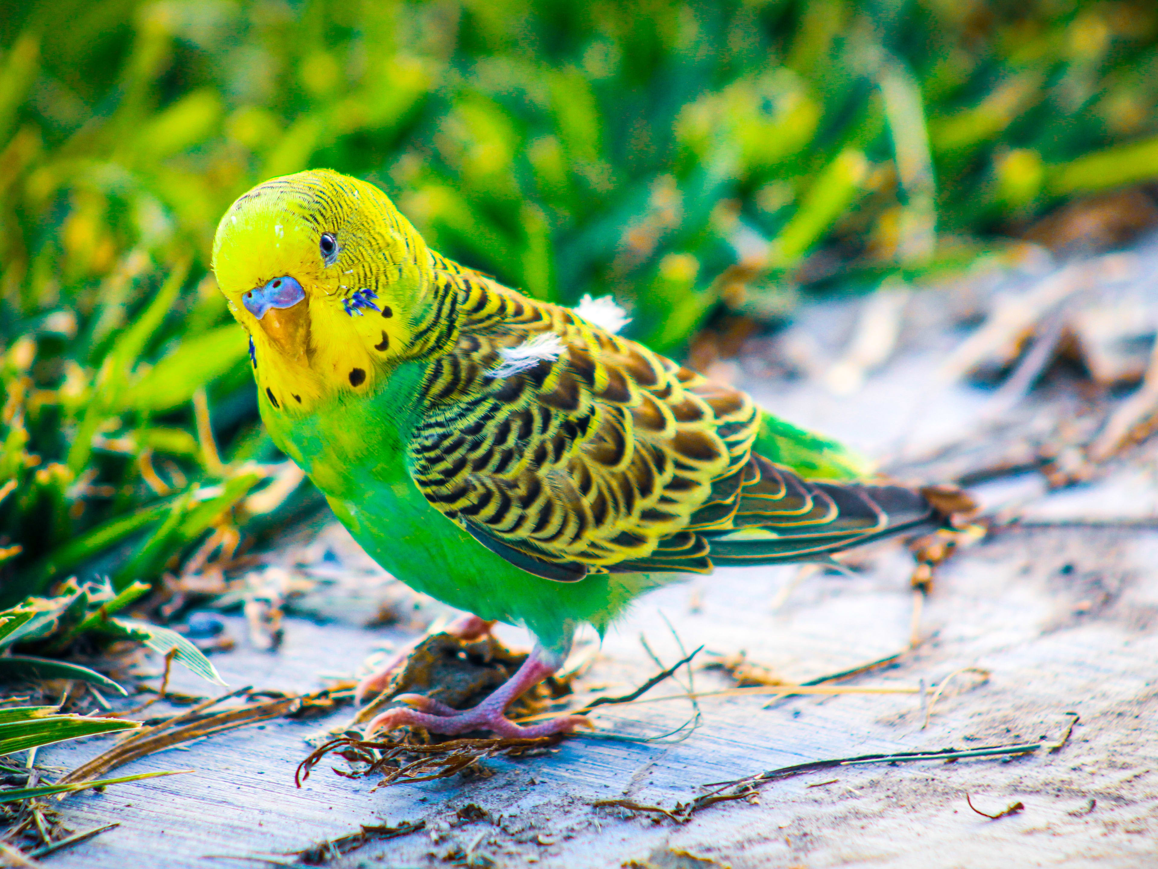 Budgies talking store
