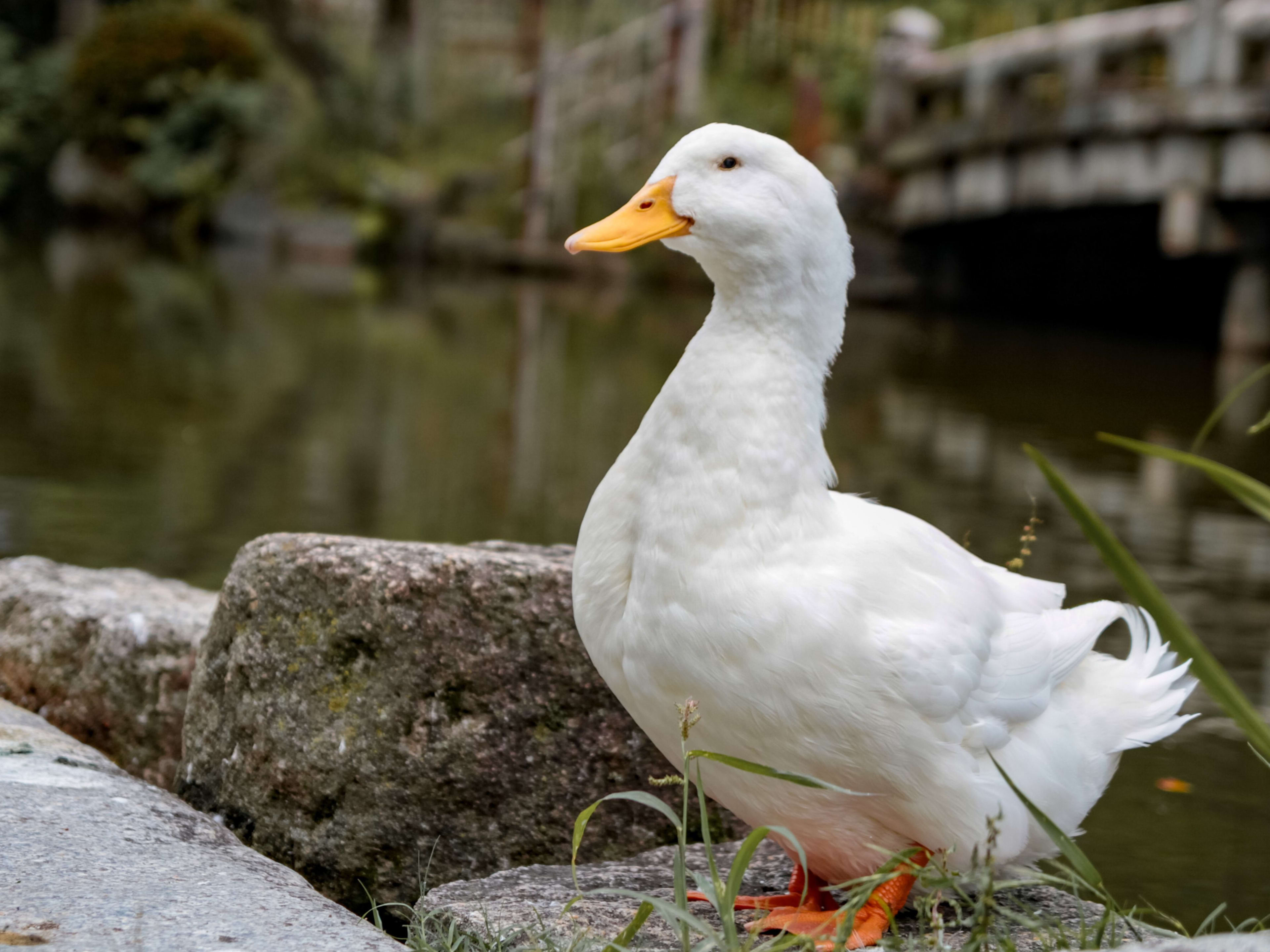 The 10 Best Natural Snacks and Treats for Ducks