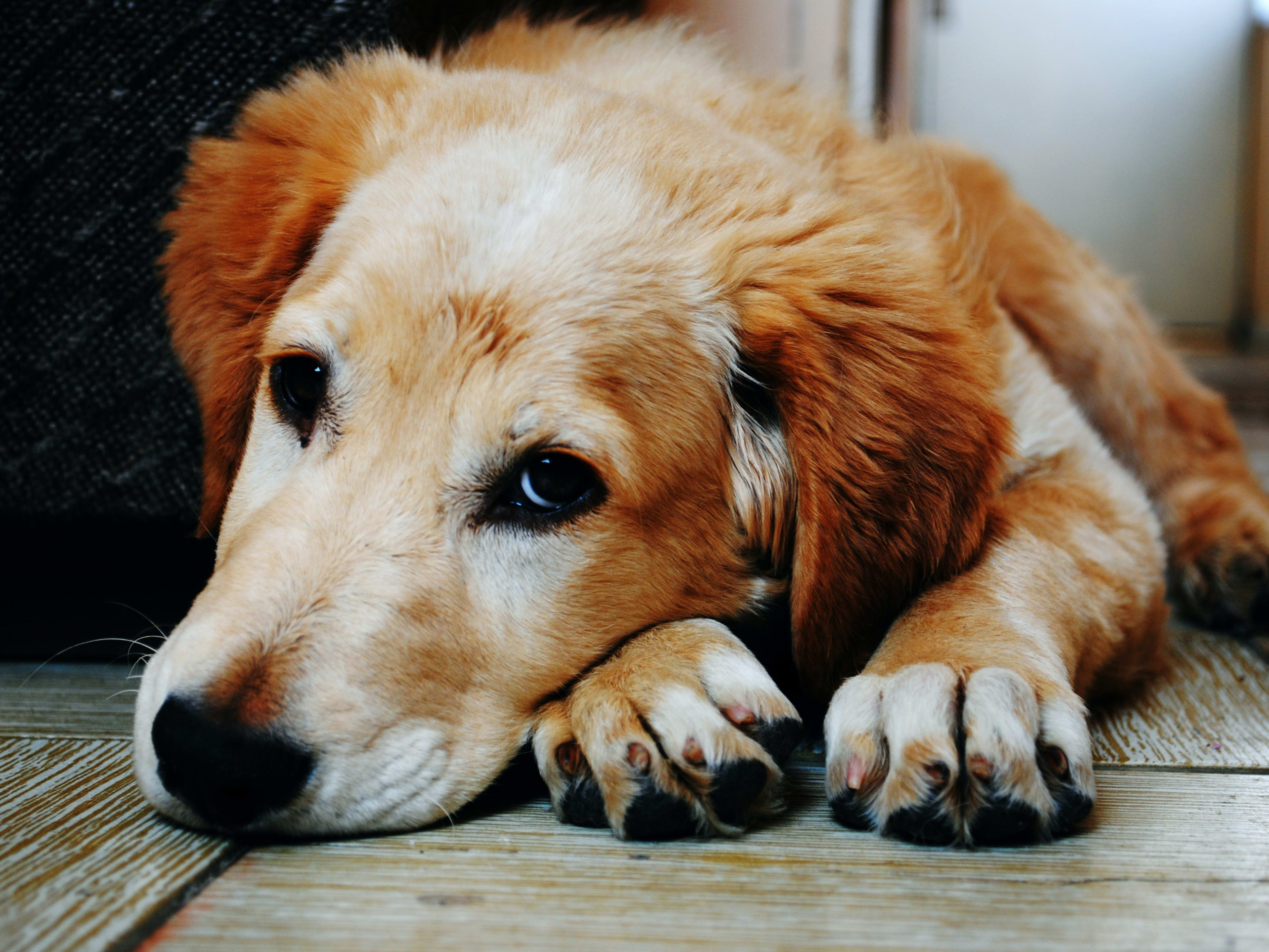 16 Signs a Dog Is Dying: What to Do When Health Declines