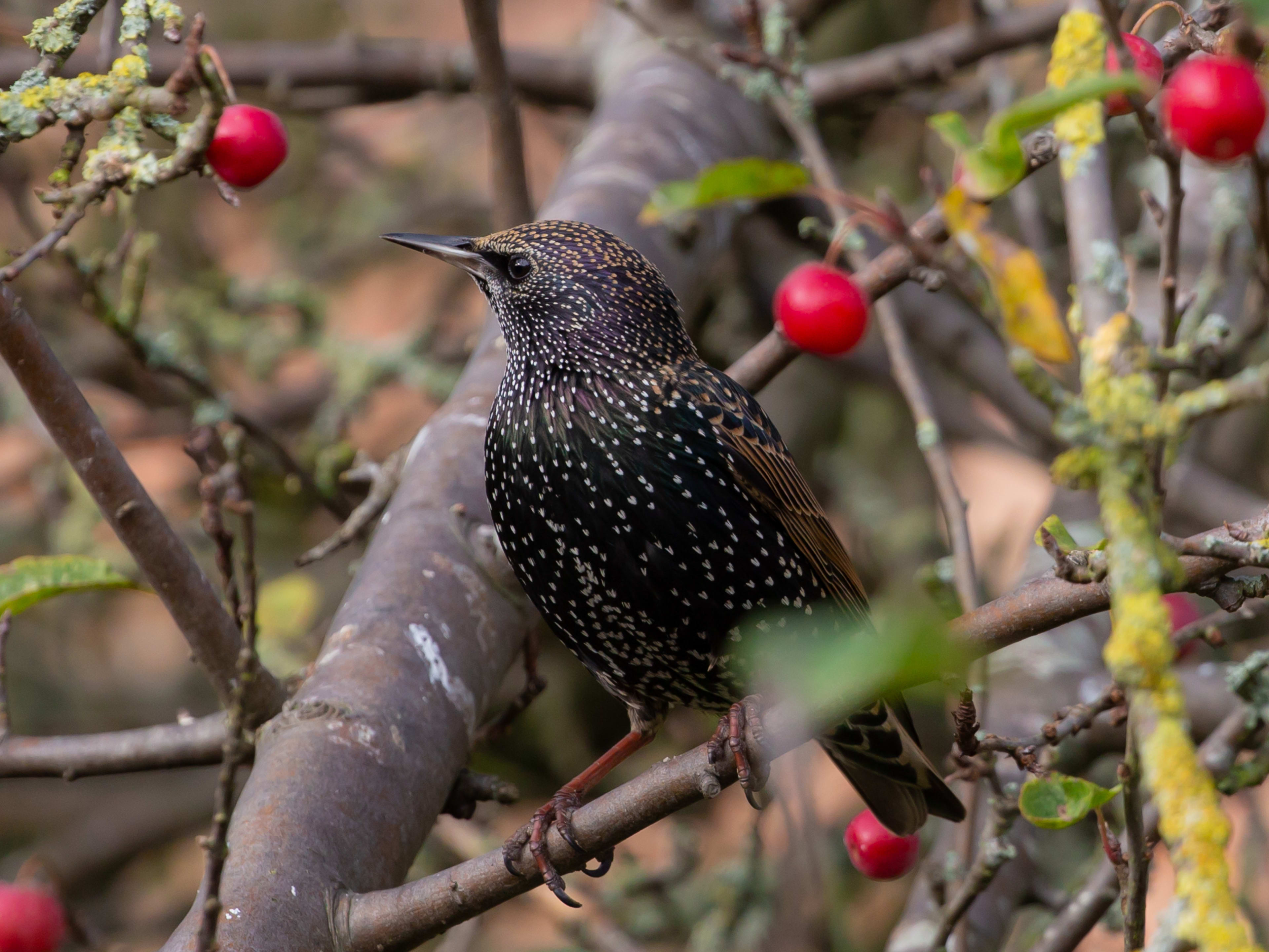 Starlings in the US: The Good, the Bad, the Bold, and the Beautiful