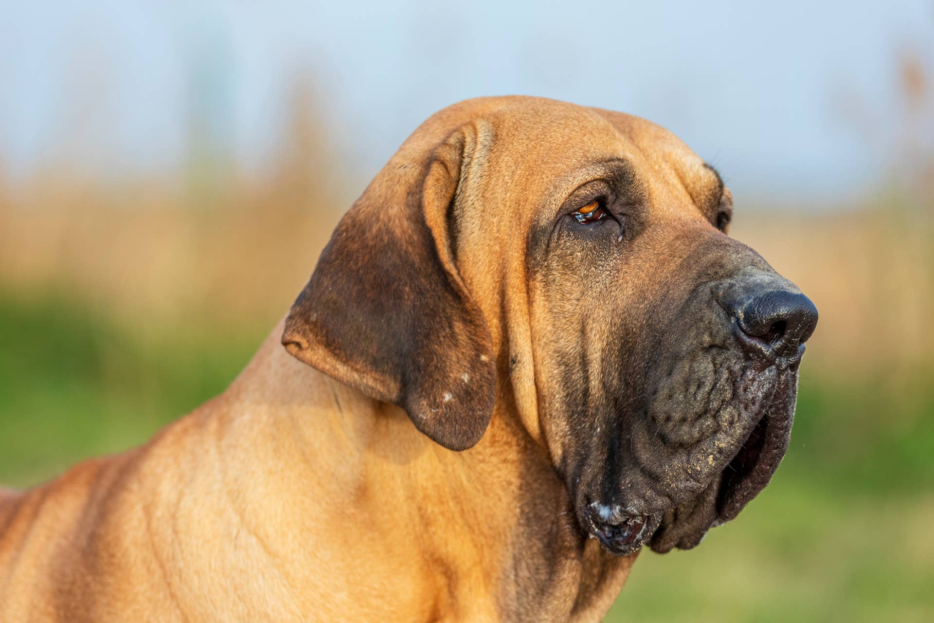 Mastiff