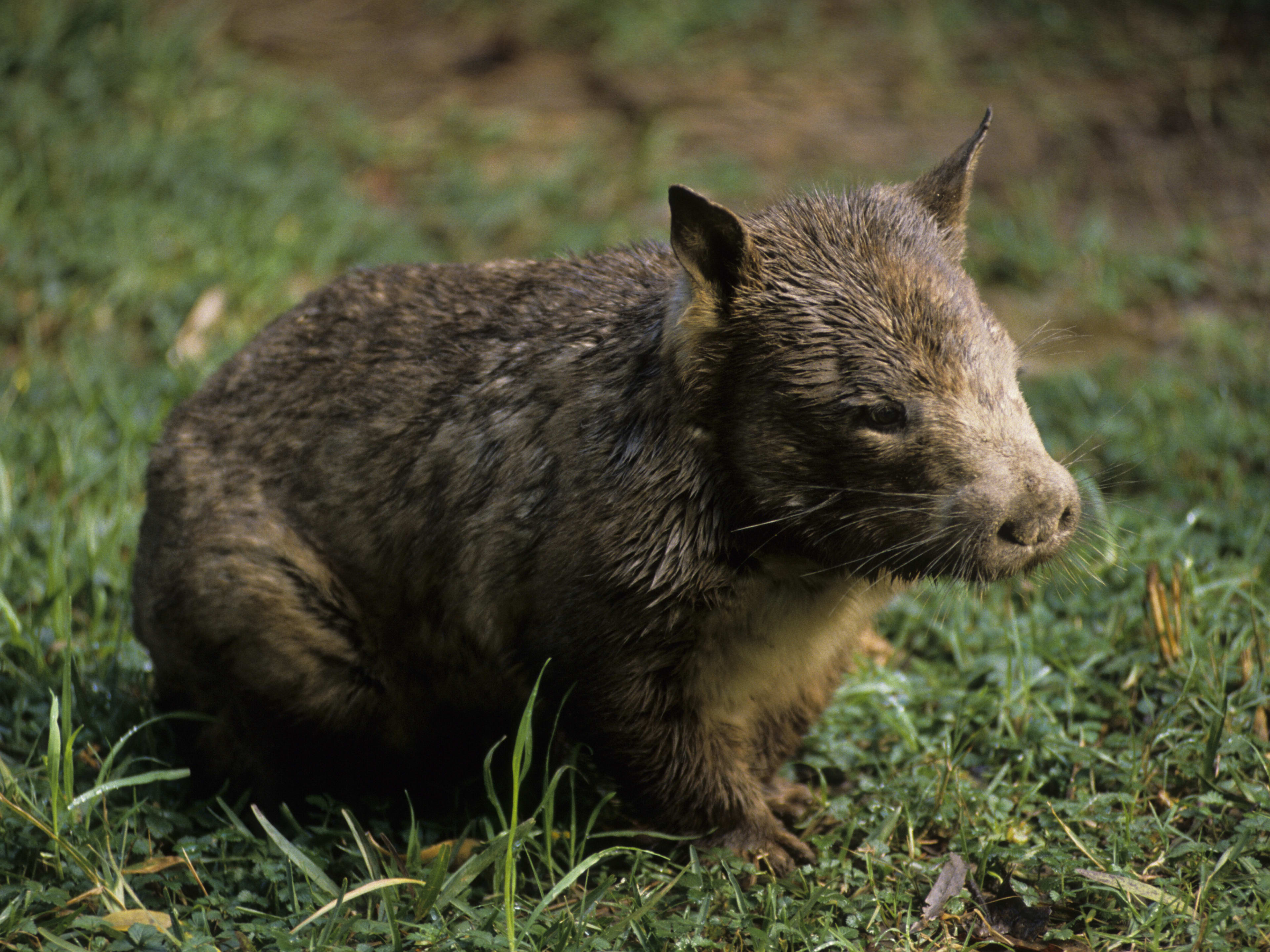 Baby Wombat
