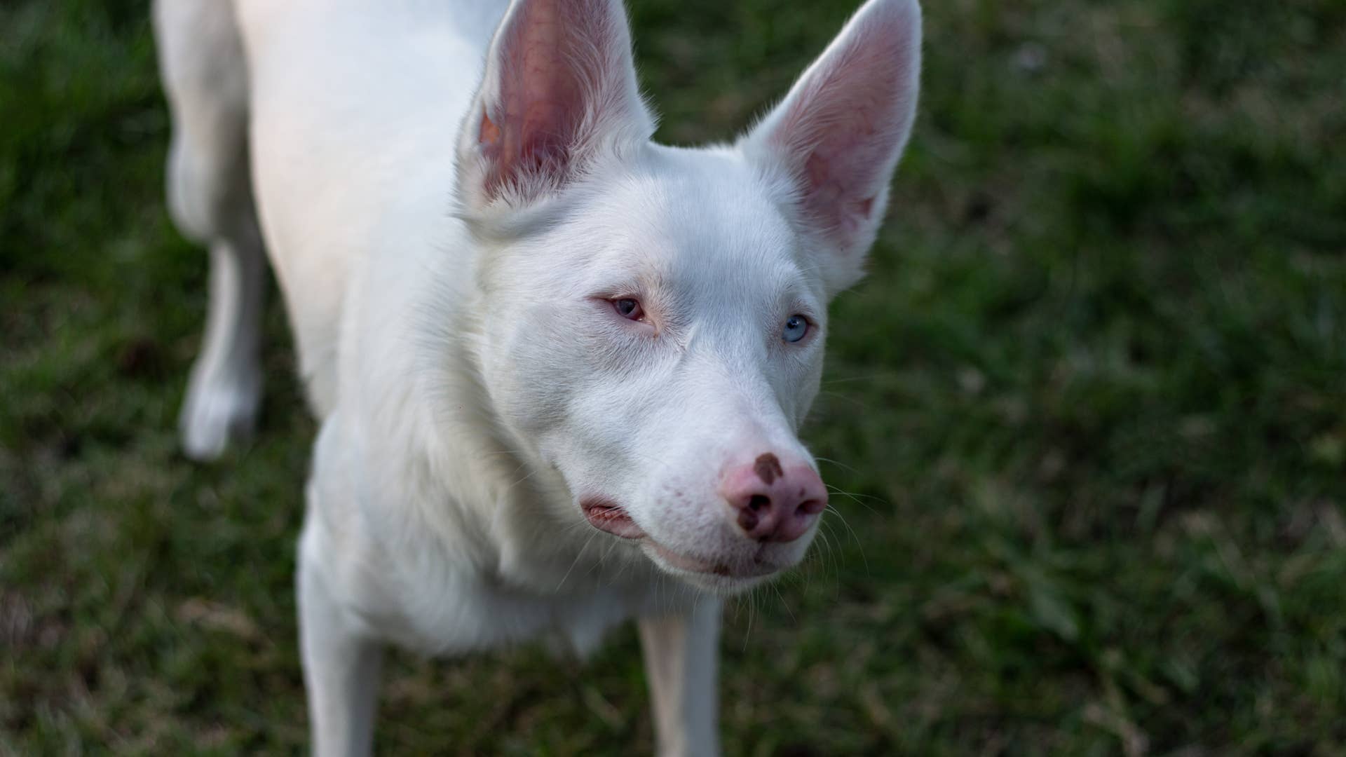 Blind Dog