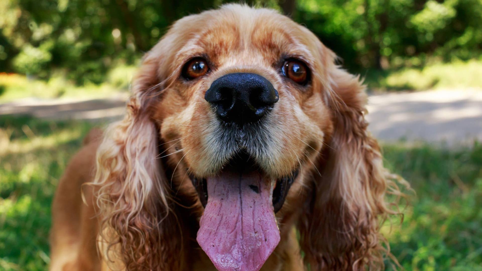 The American Cocker Spaniel: A Comprehensive Guide - PetHelpful