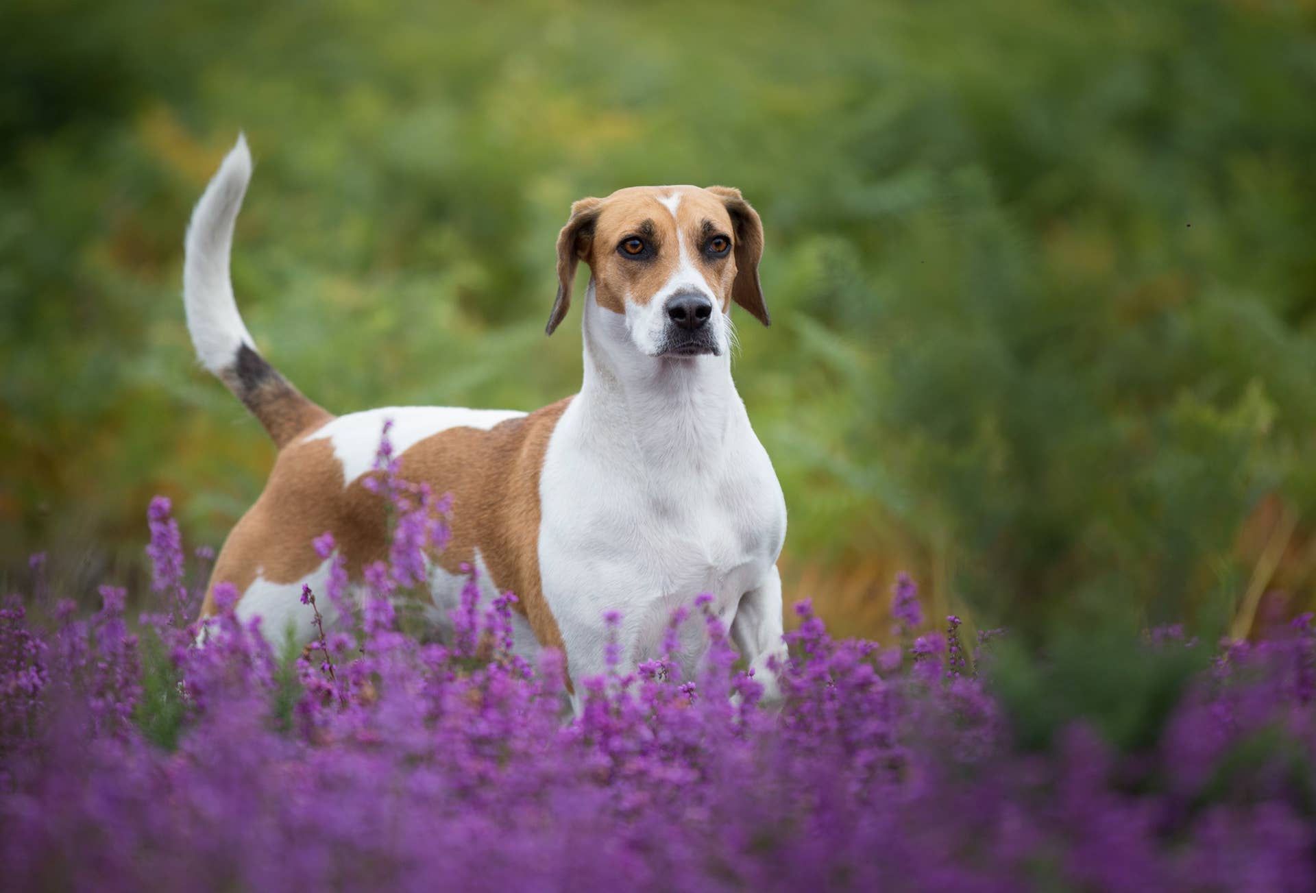 Harriers Unleashed: A Comprehensive Guide to This Rare and Charming ...