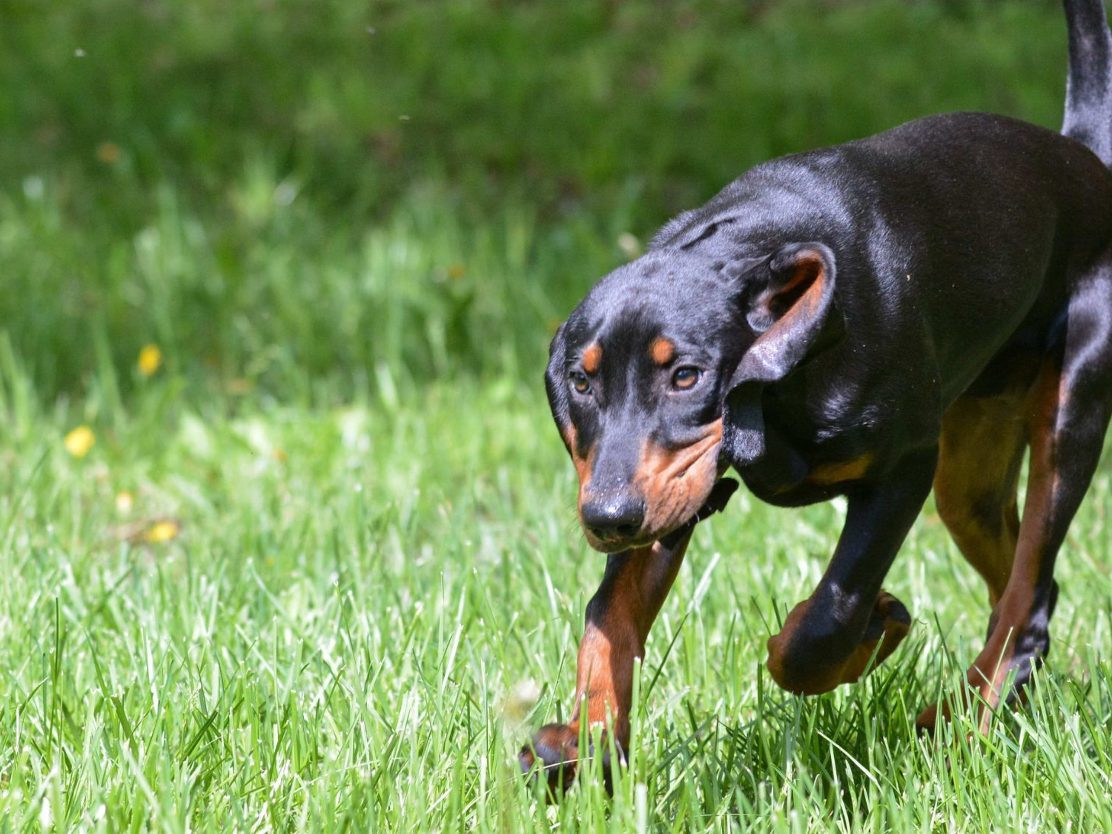 Unravel the Intriguing World of Black and Tan Coonhounds: Your Ultimate ...