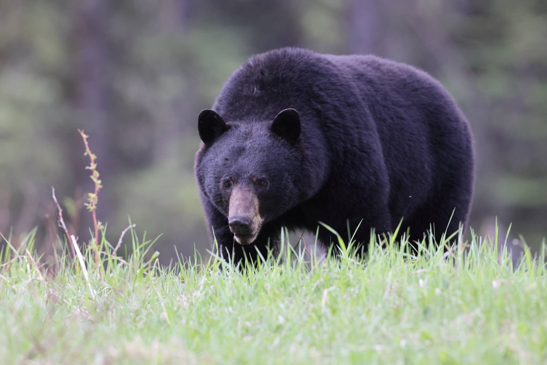 Black Bear