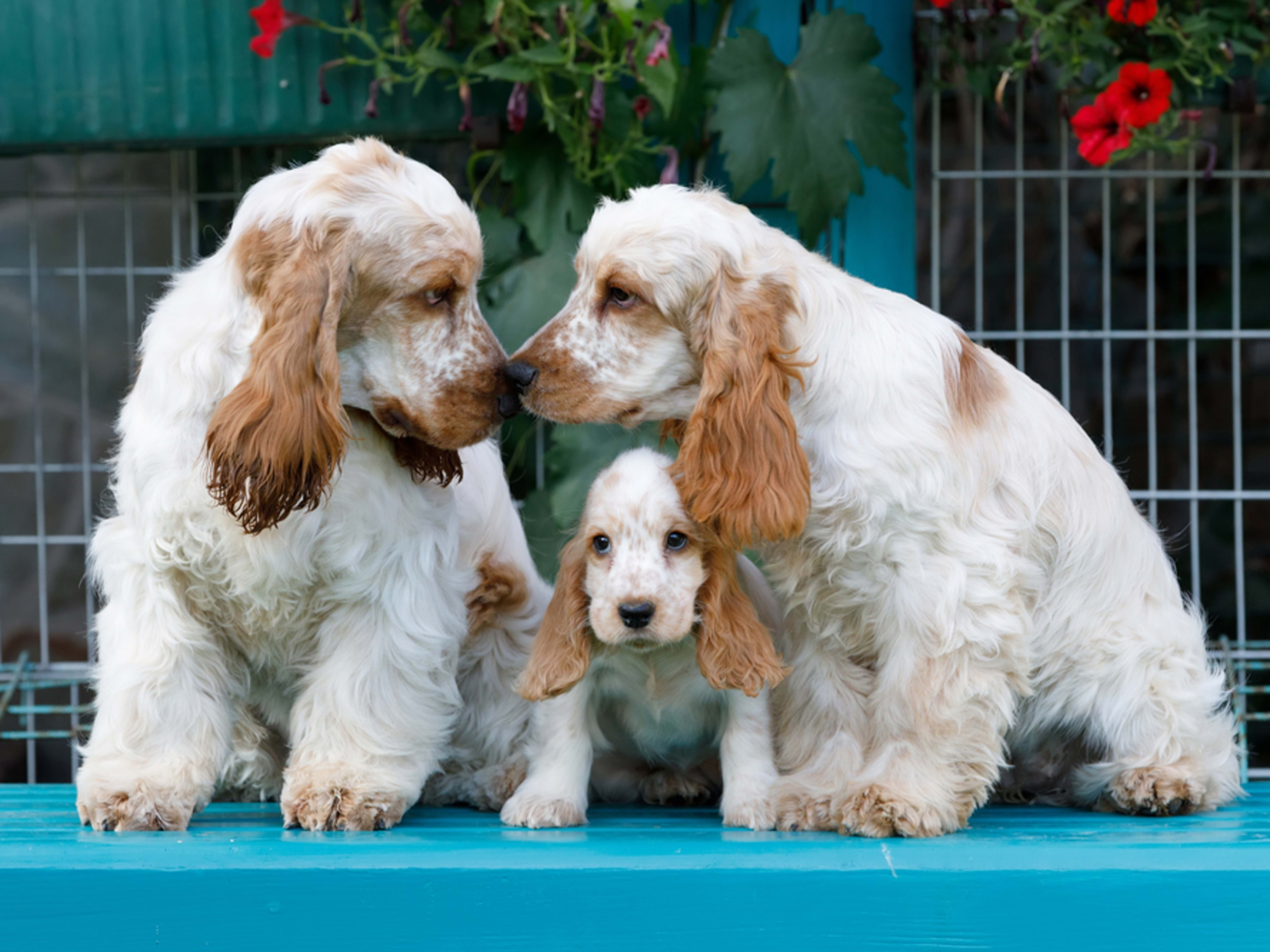 English Cocker Spaniel: The Ultimate Guide