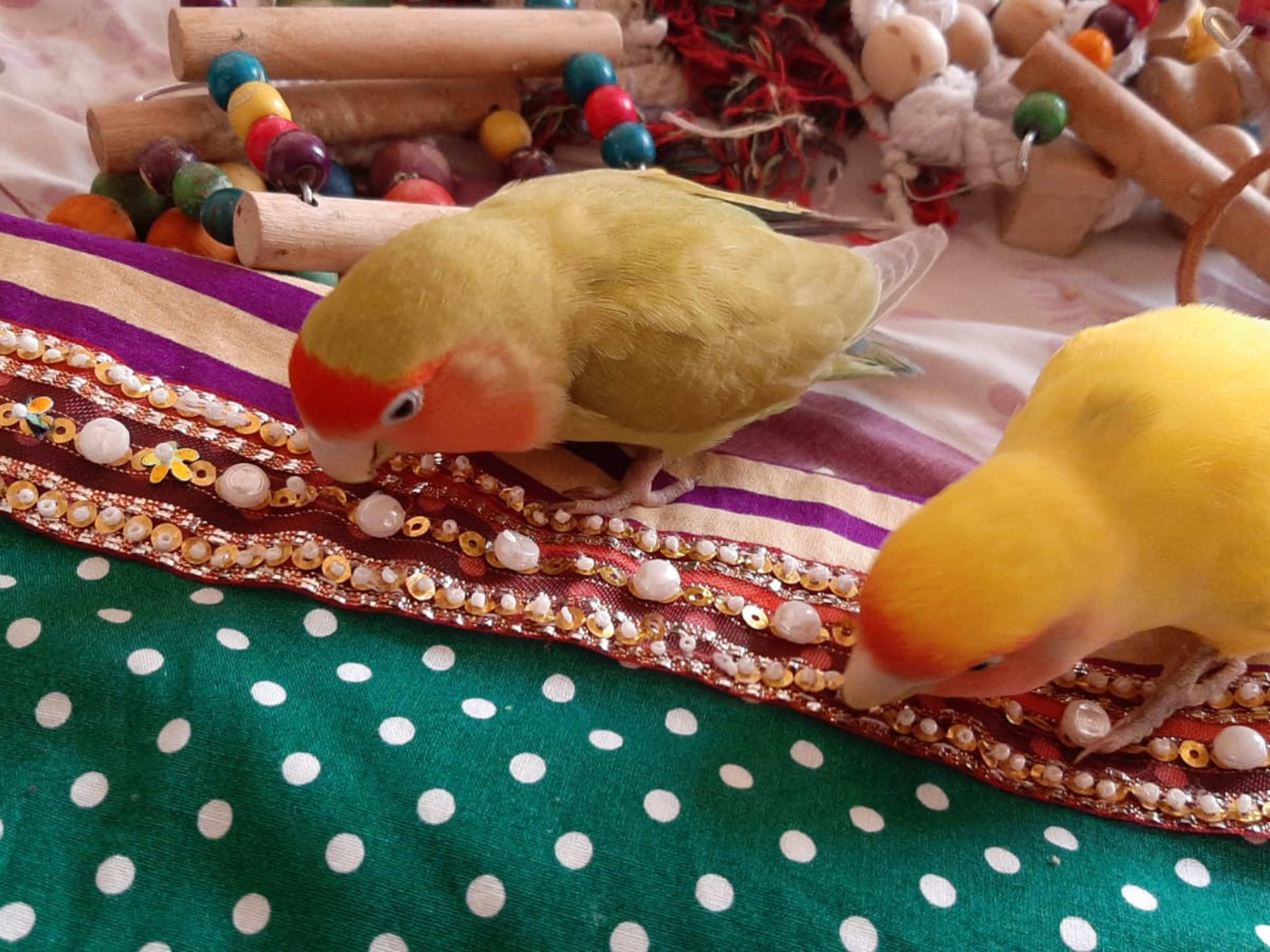 Lovebird nest store