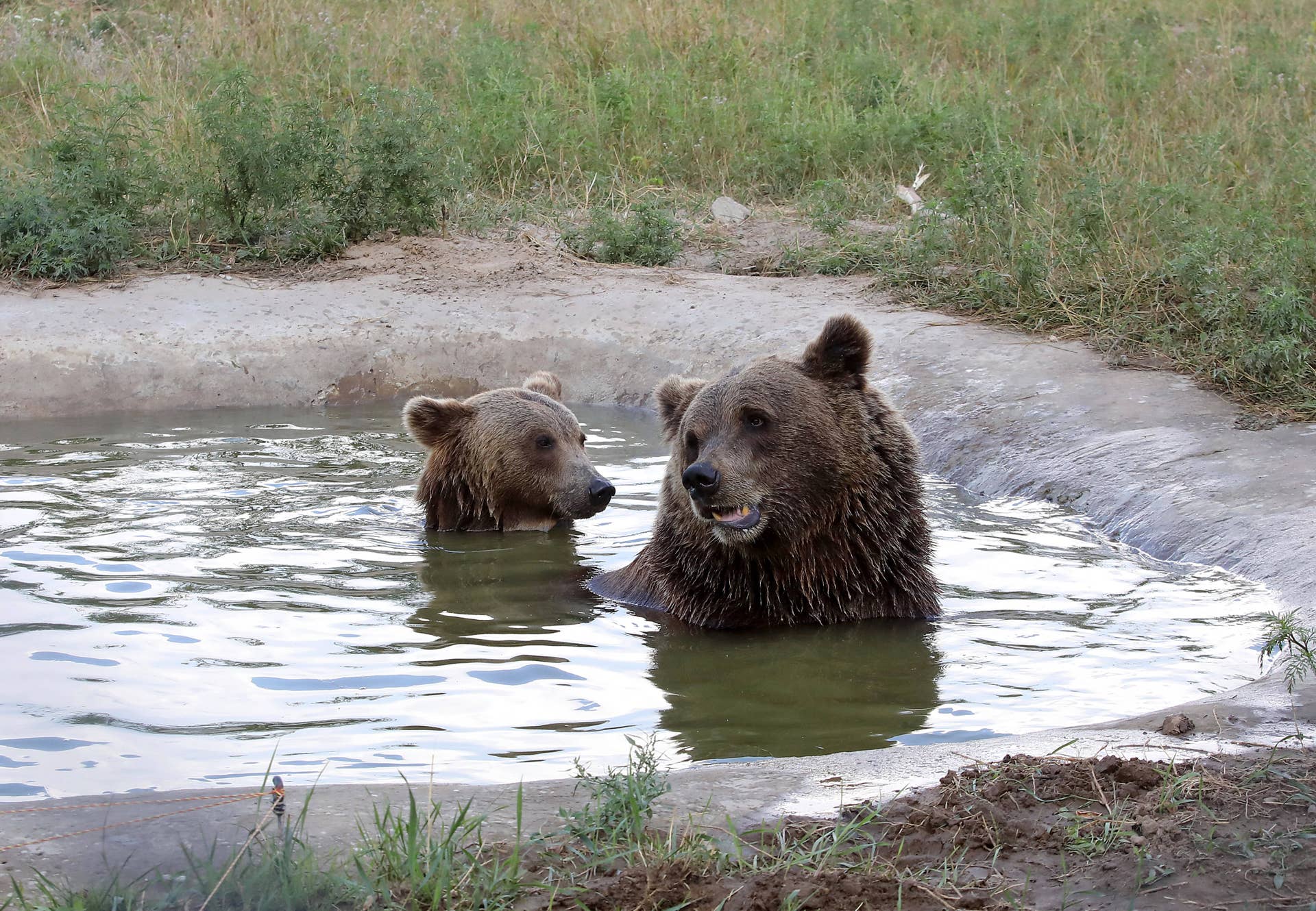 Cubs